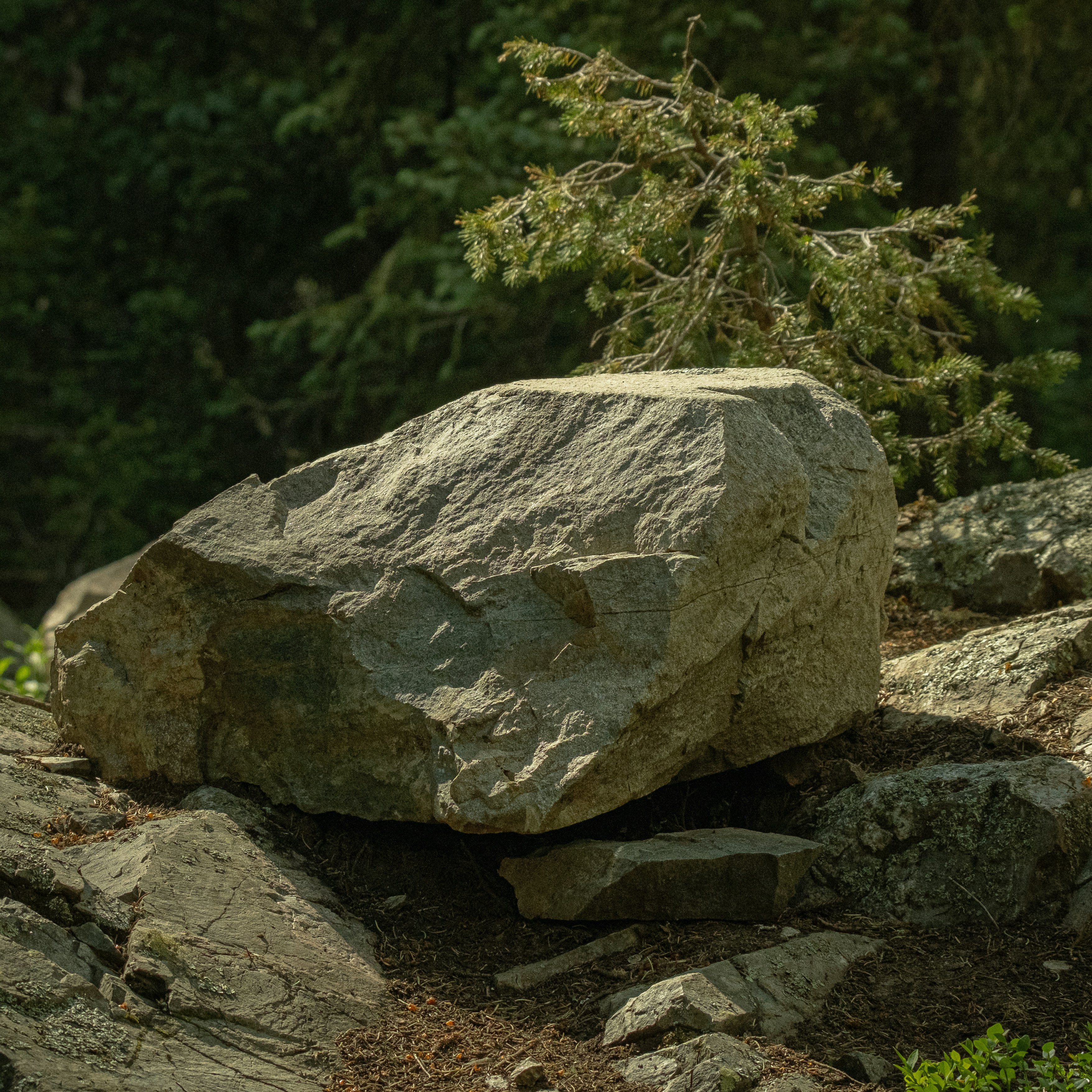 Stone Sentinel: The Lichened Boulder Under Quiet Pines