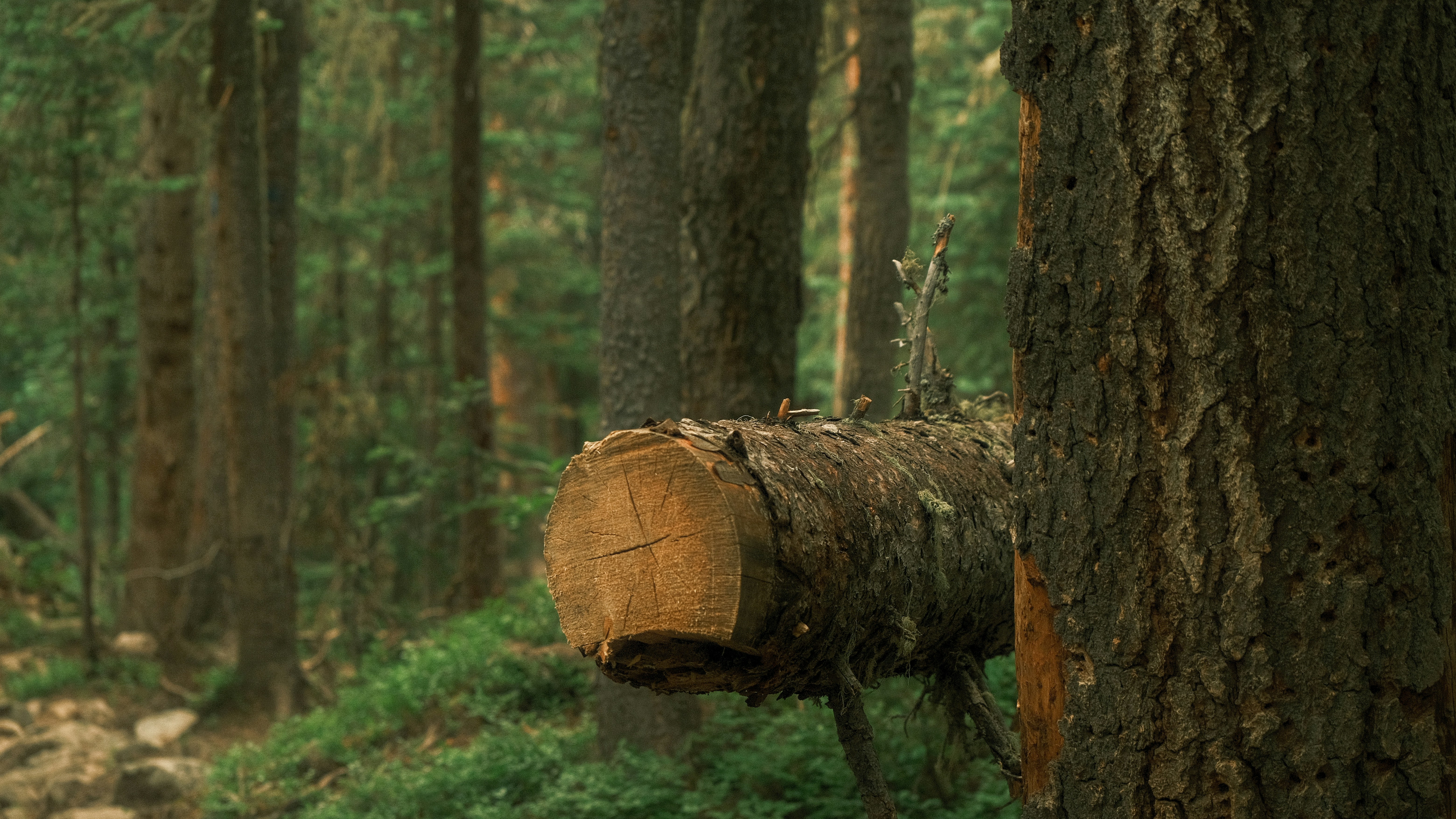 Cross-Sectioned Quiet: A Fallen Log in a Pine Corridor