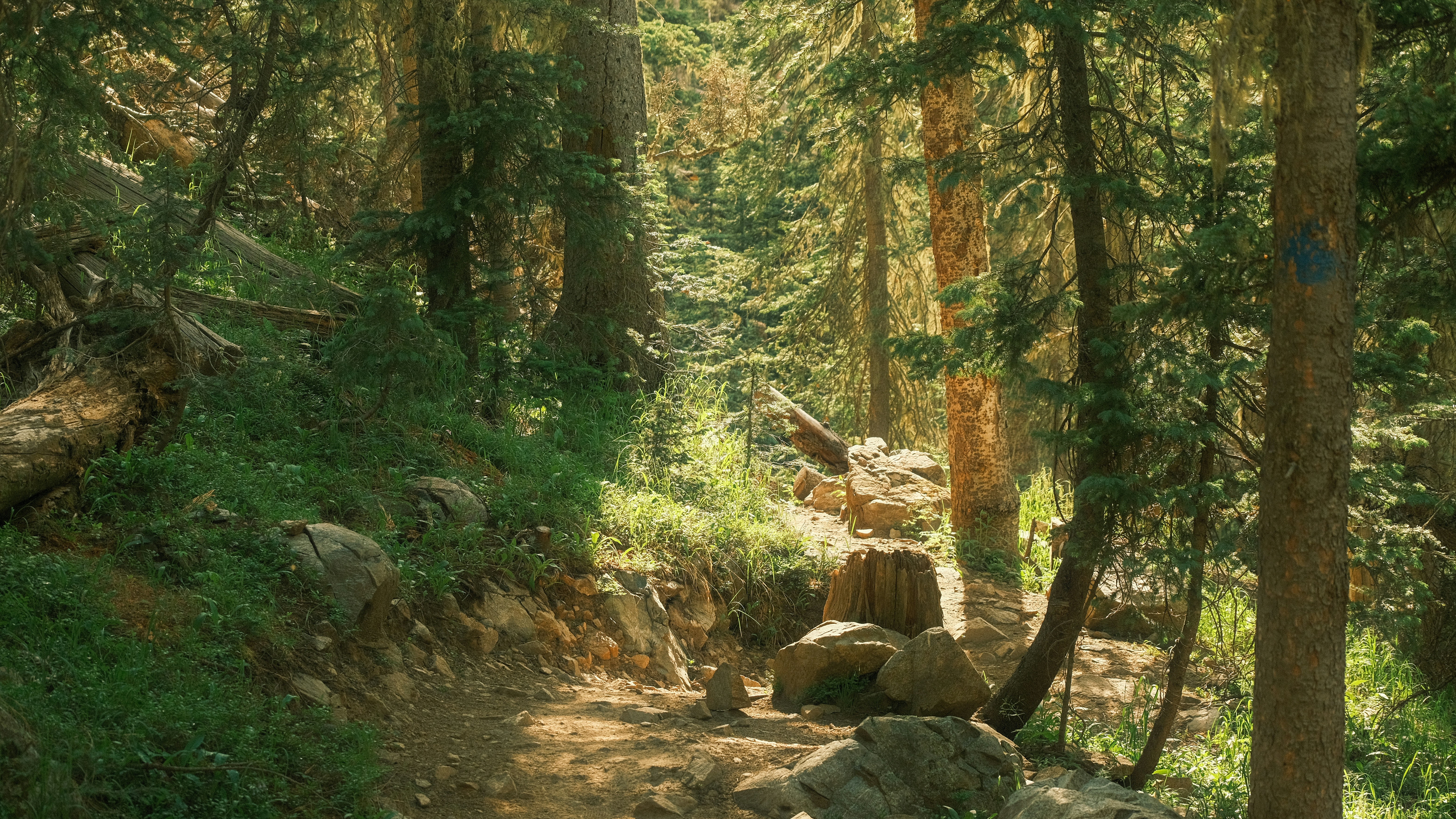 A trail in the woods with rocks and trees photo – Free Land Image on ...