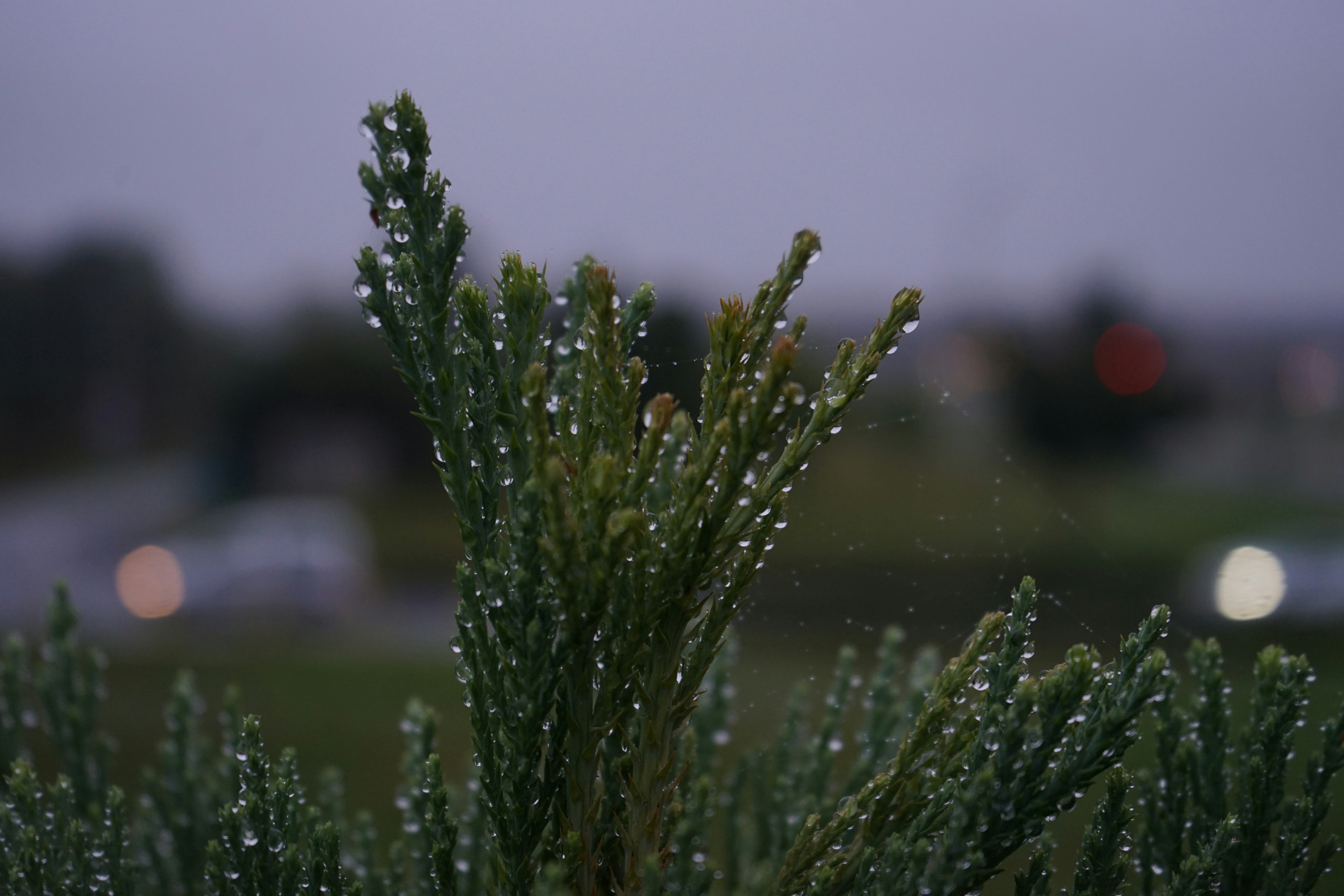 Close-up of a green plant with droplets of rain glistening on its leaves, set against a blurred urban backdrop.