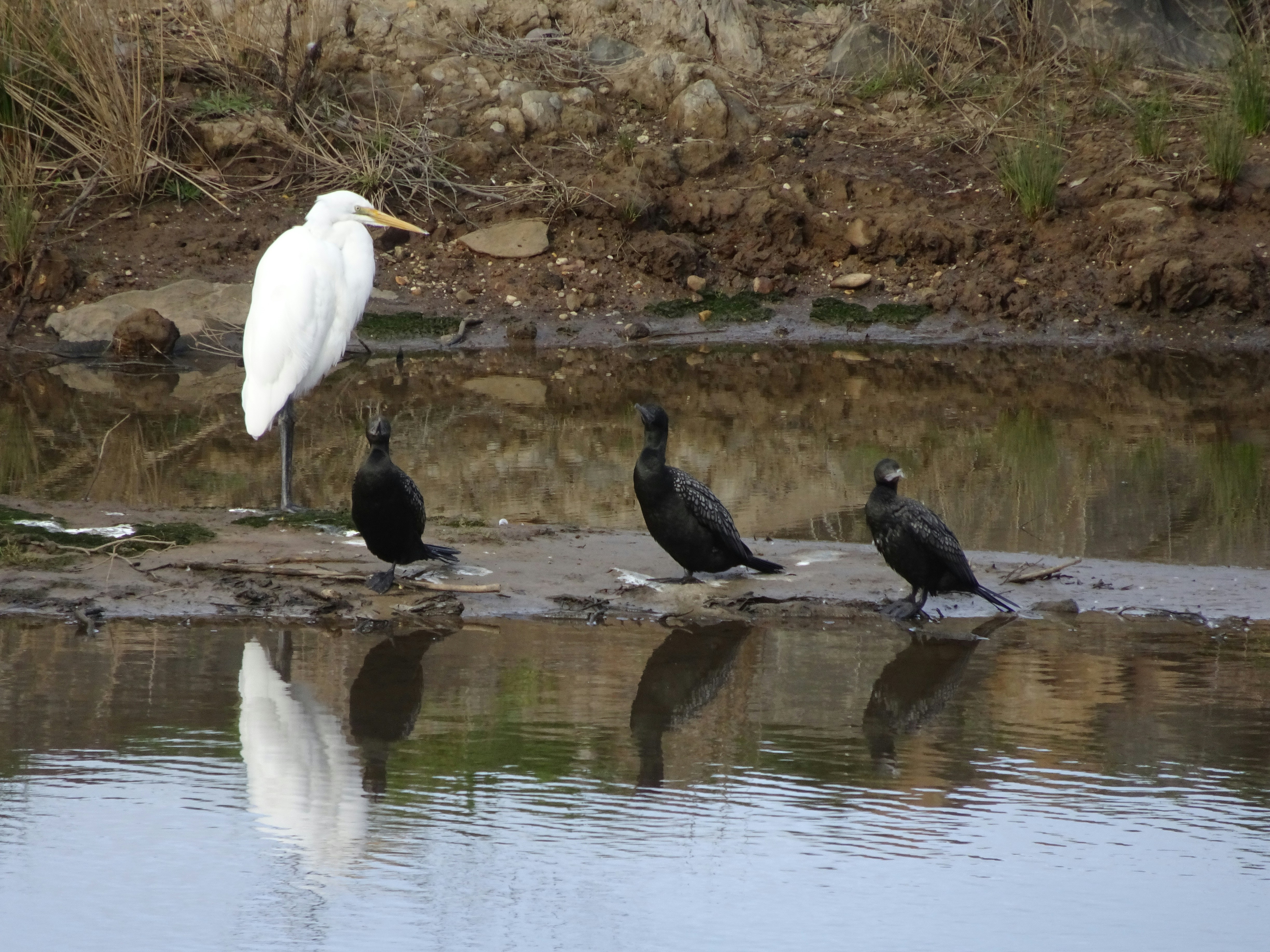 A white heron stands on a muddy shoreline beside still water, flanked by three dark cormorants with reflections in the calm surface.