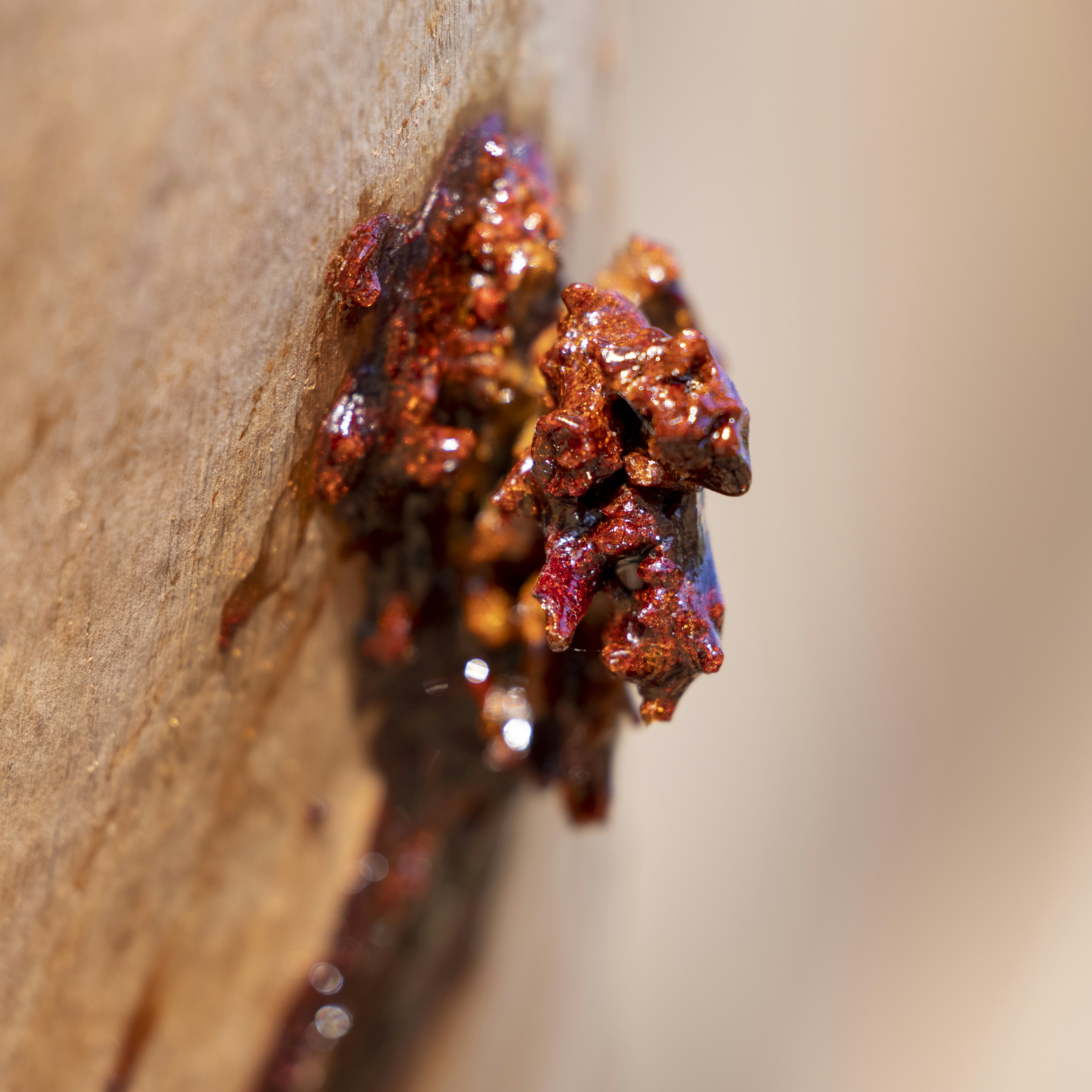 Rusty Crumble on Rough Bark: A Macro Moment