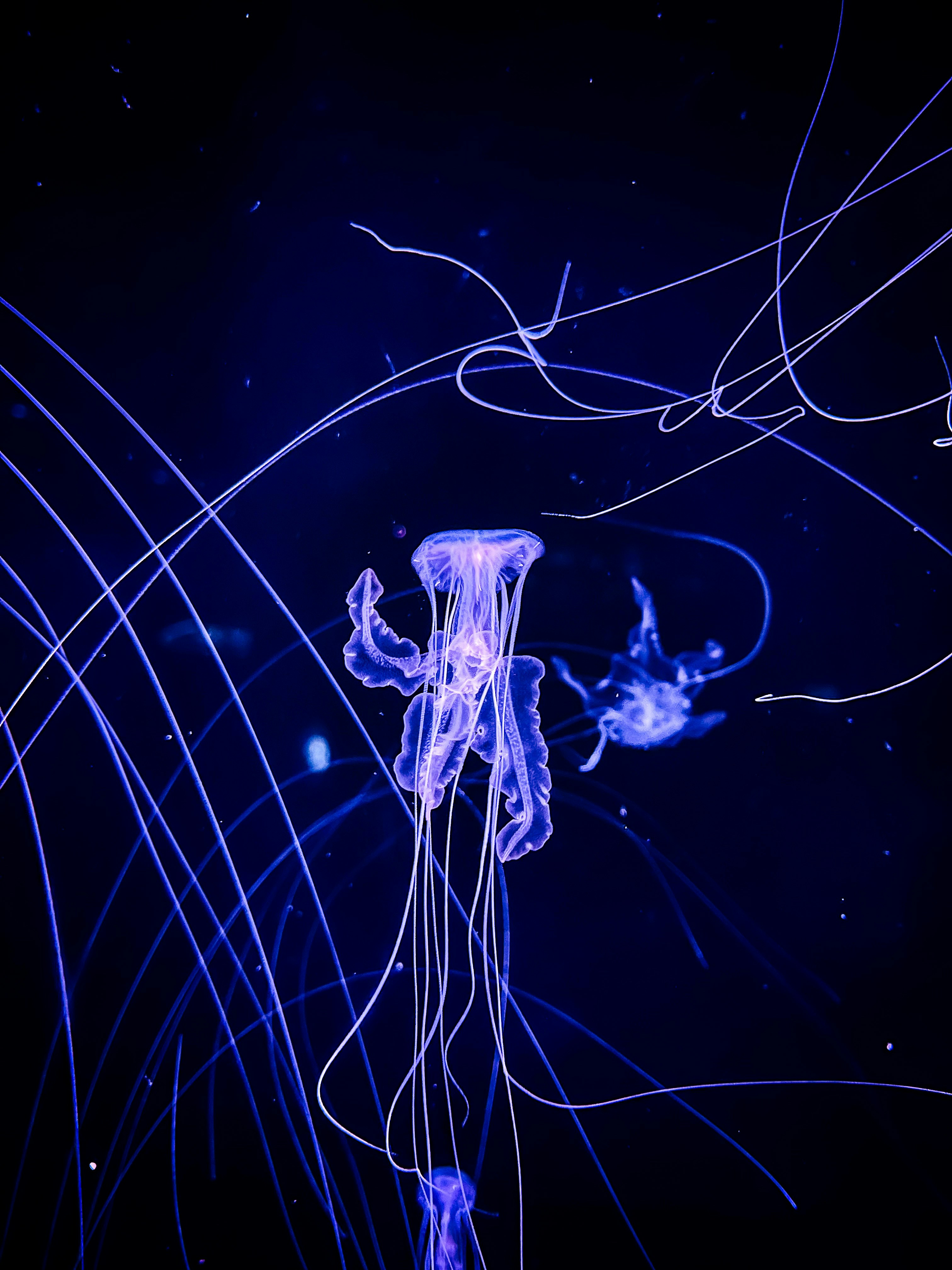 Luminescent Dance of Ocean Phantoms