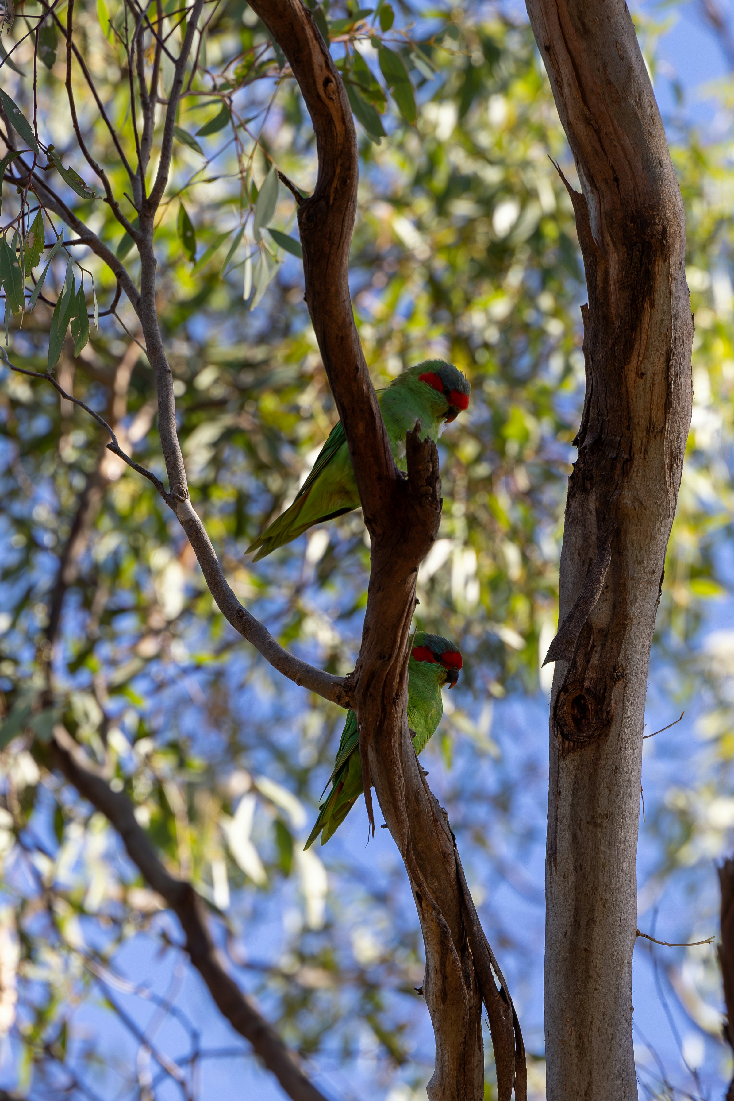 Pair of Green Rosellas Perched on Winding Eucalyptus Branches