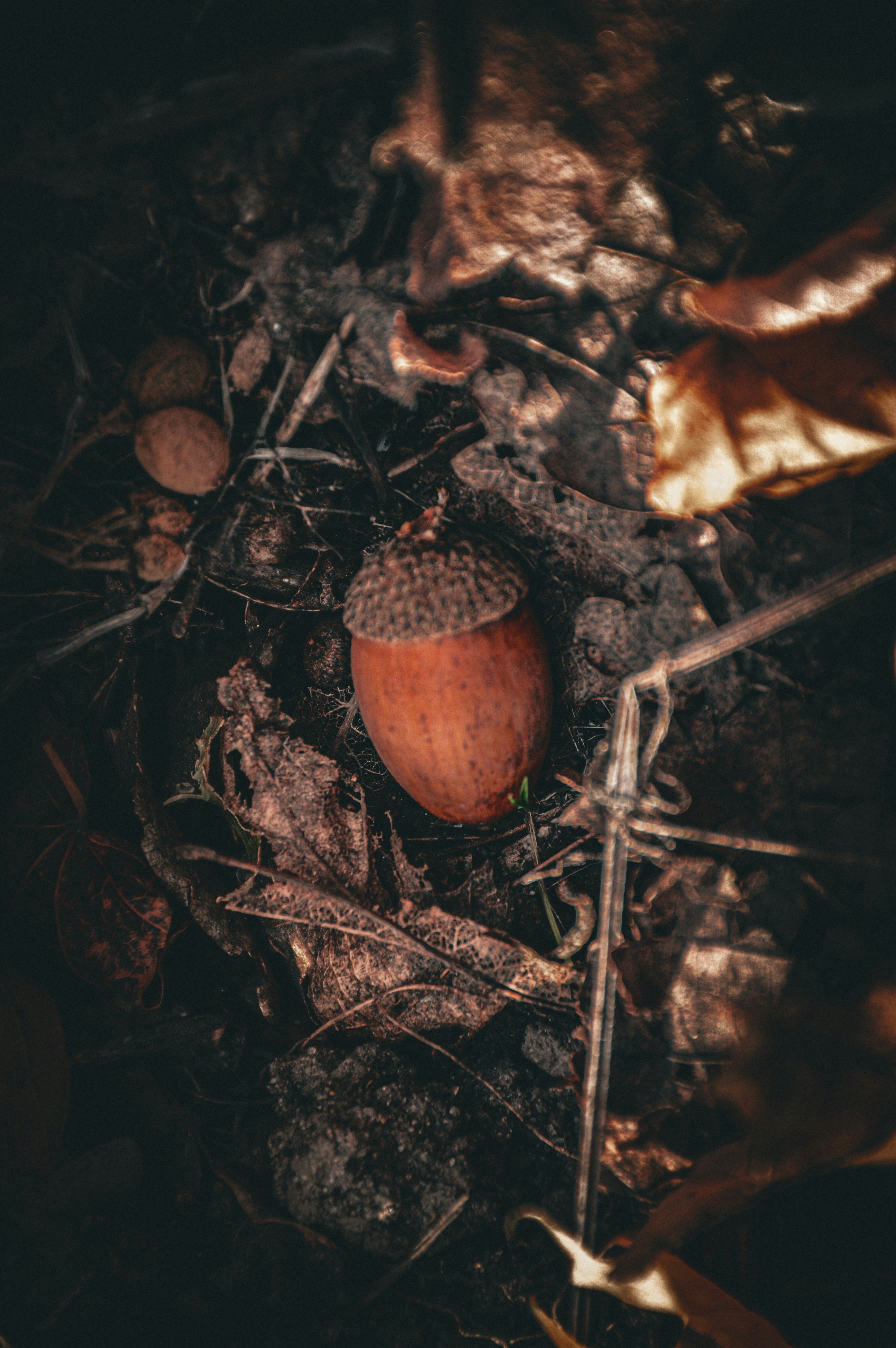 An acorn on the ground in the woods photo – Free Acorn Image on Unsplash