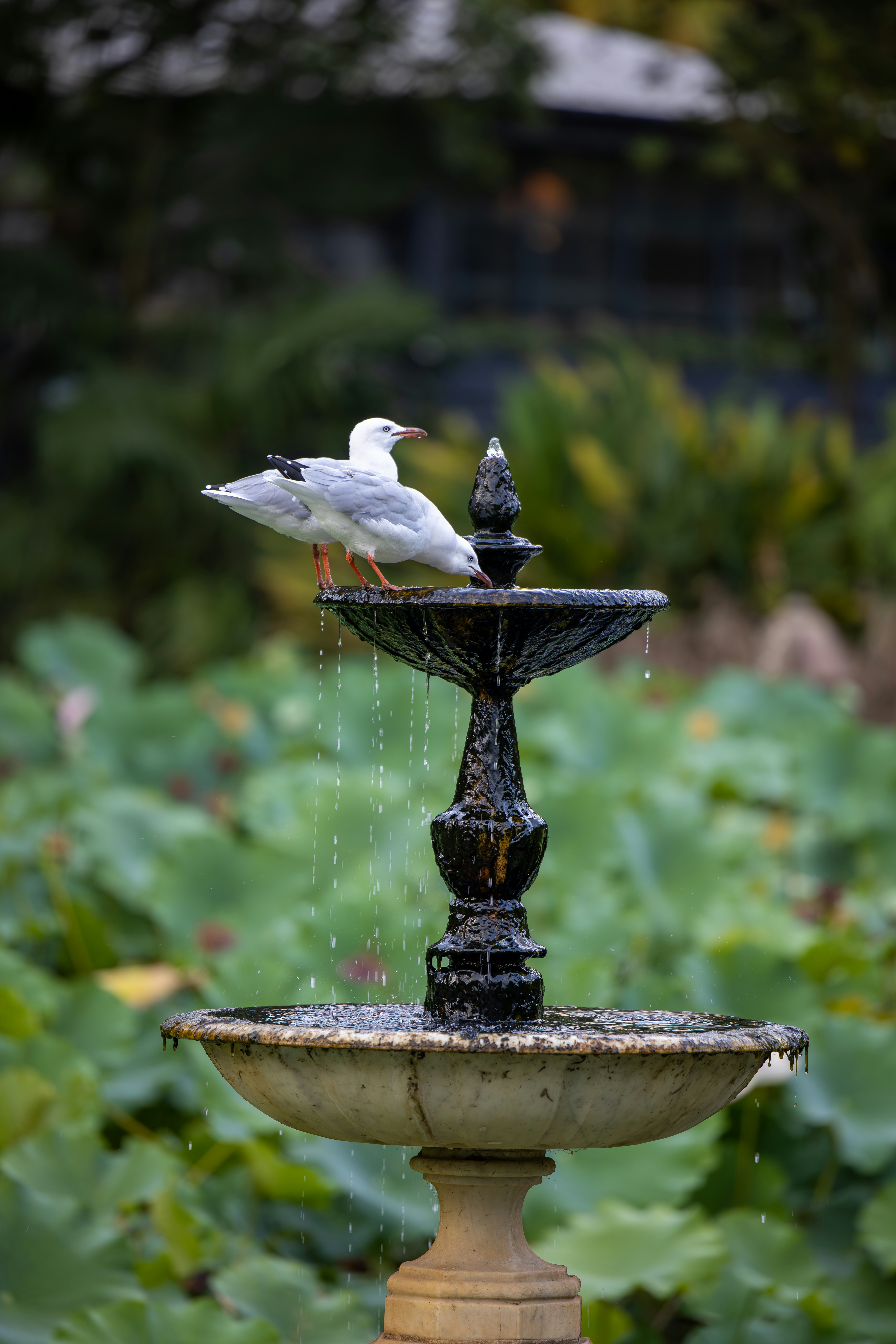 Seagull Perch on a Weathered Garden Fountain
