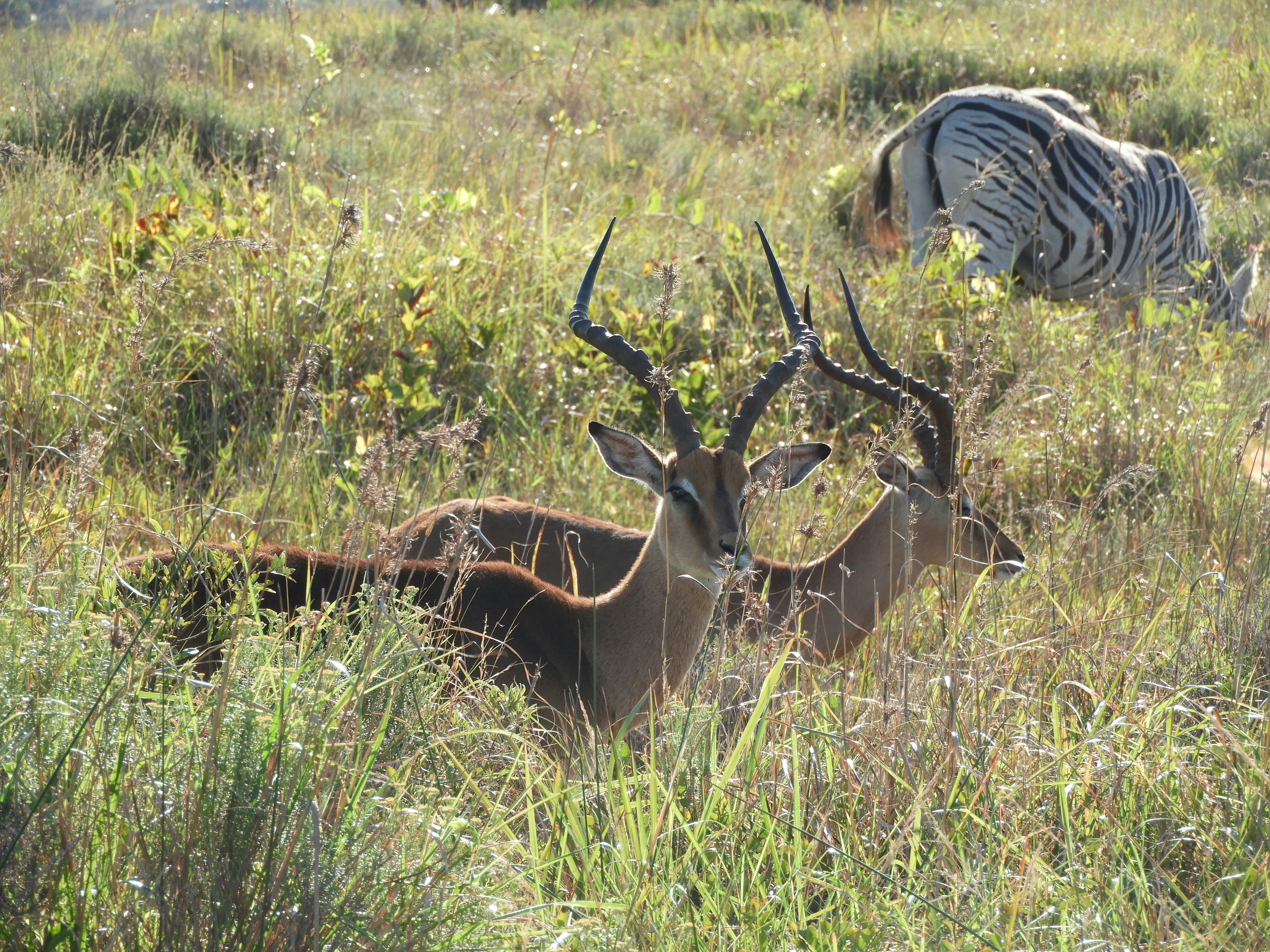 Horns Through the Grass: Serengeti Antelope Duo with Zebra in the Background