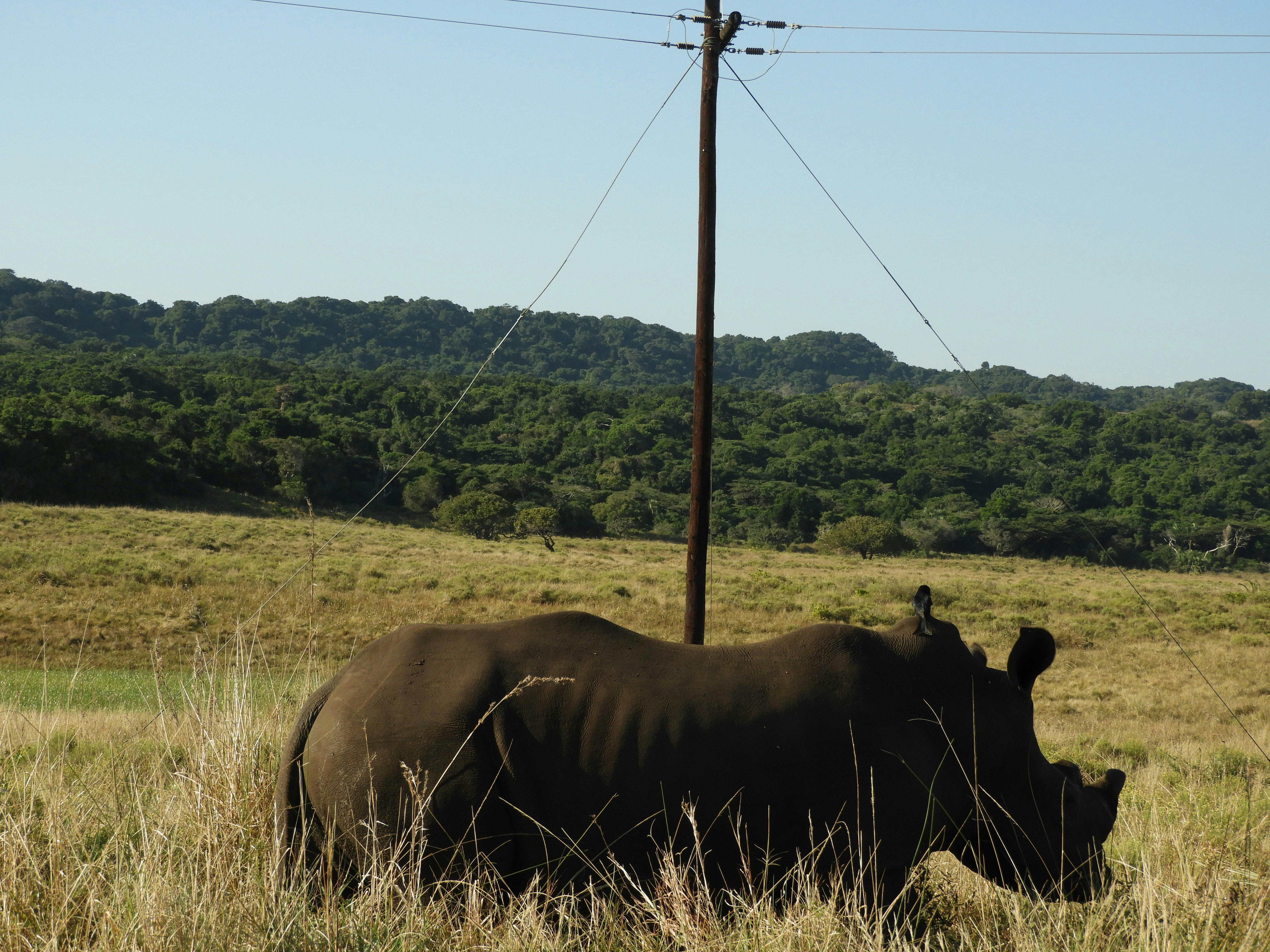 A rhino standing in a field next to a telephone pole photo – Free Land ...