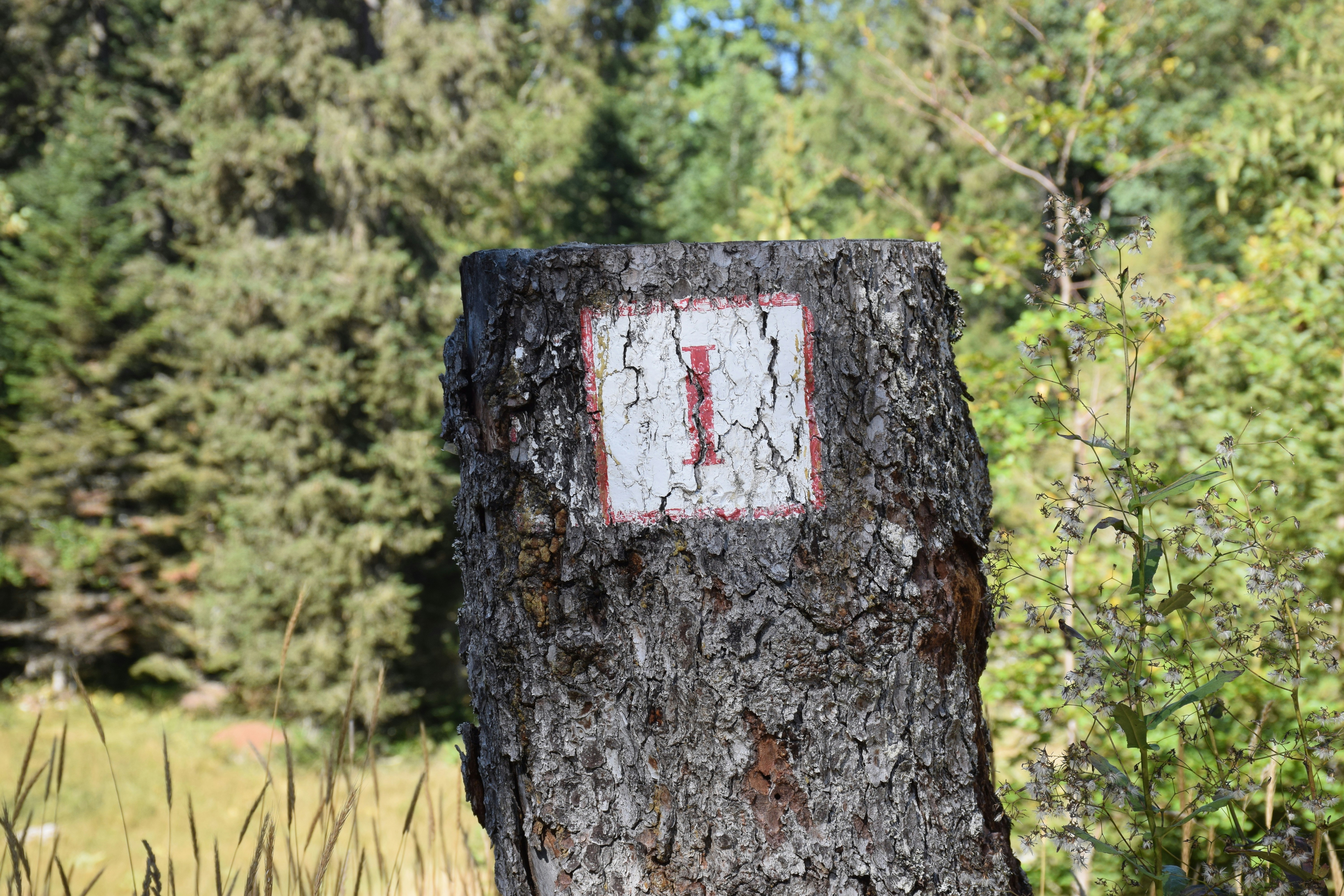 Red-Outlined Trail Marker Emerges from a Weathered Stump in a Sunlit Pine Forest