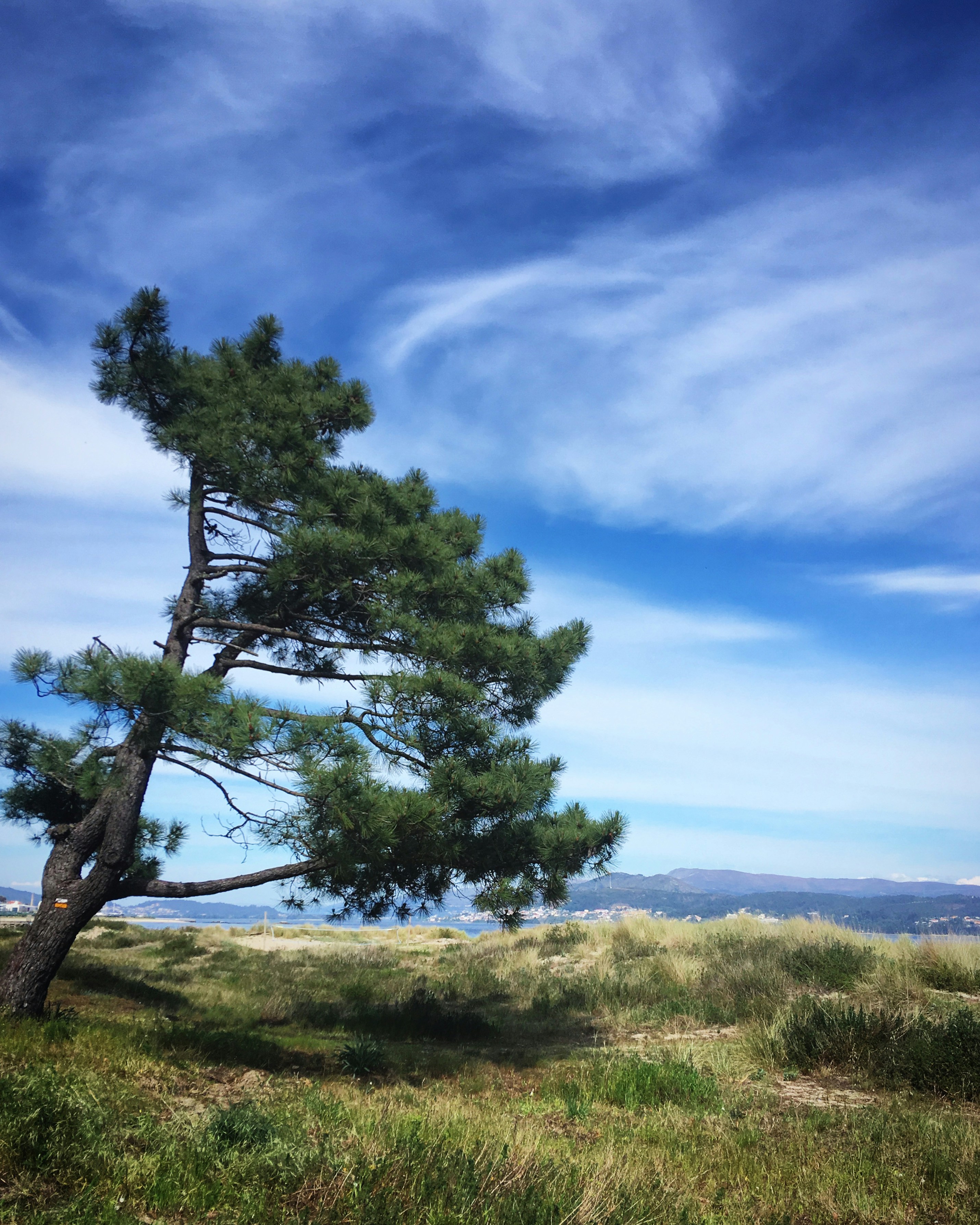 A lone pine tree in a grassy field photo – Free Cloud Image on Unsplash