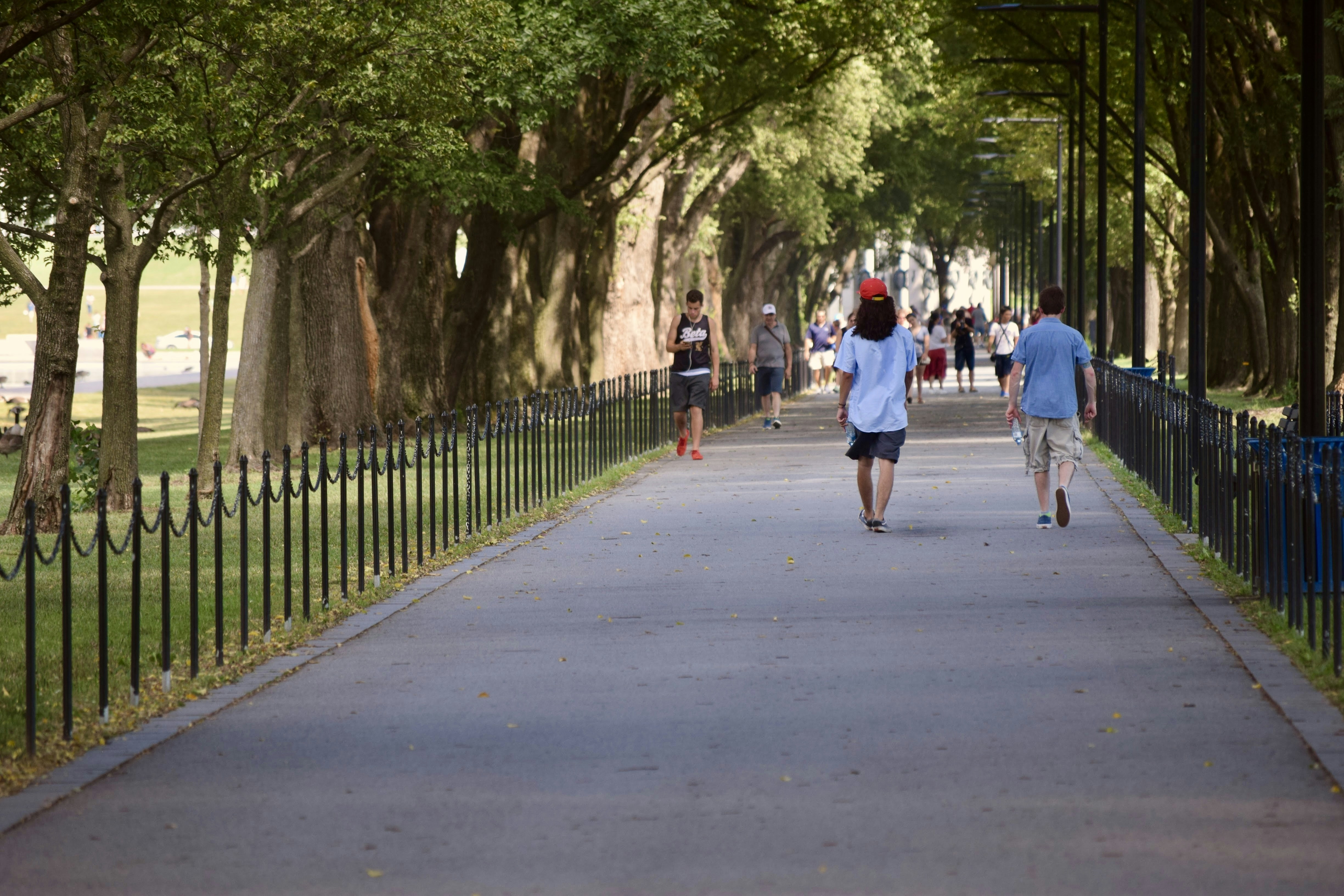 Canopied Promenade: Pedestrians Thread a Tree-Lined Park Path