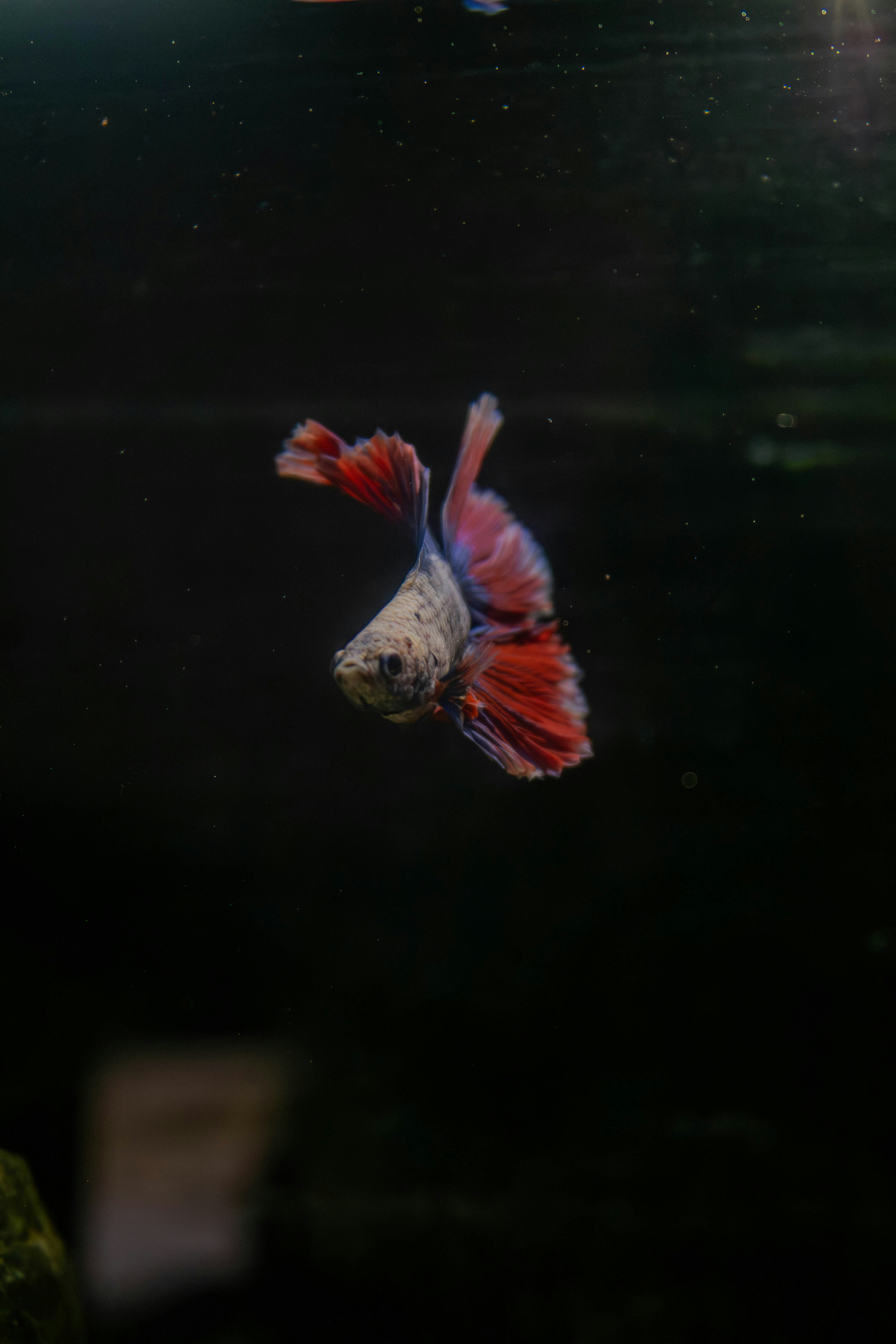 Un poisson qui nage dans l’eau photo – Photo Poisson Gratuite sur Unsplash