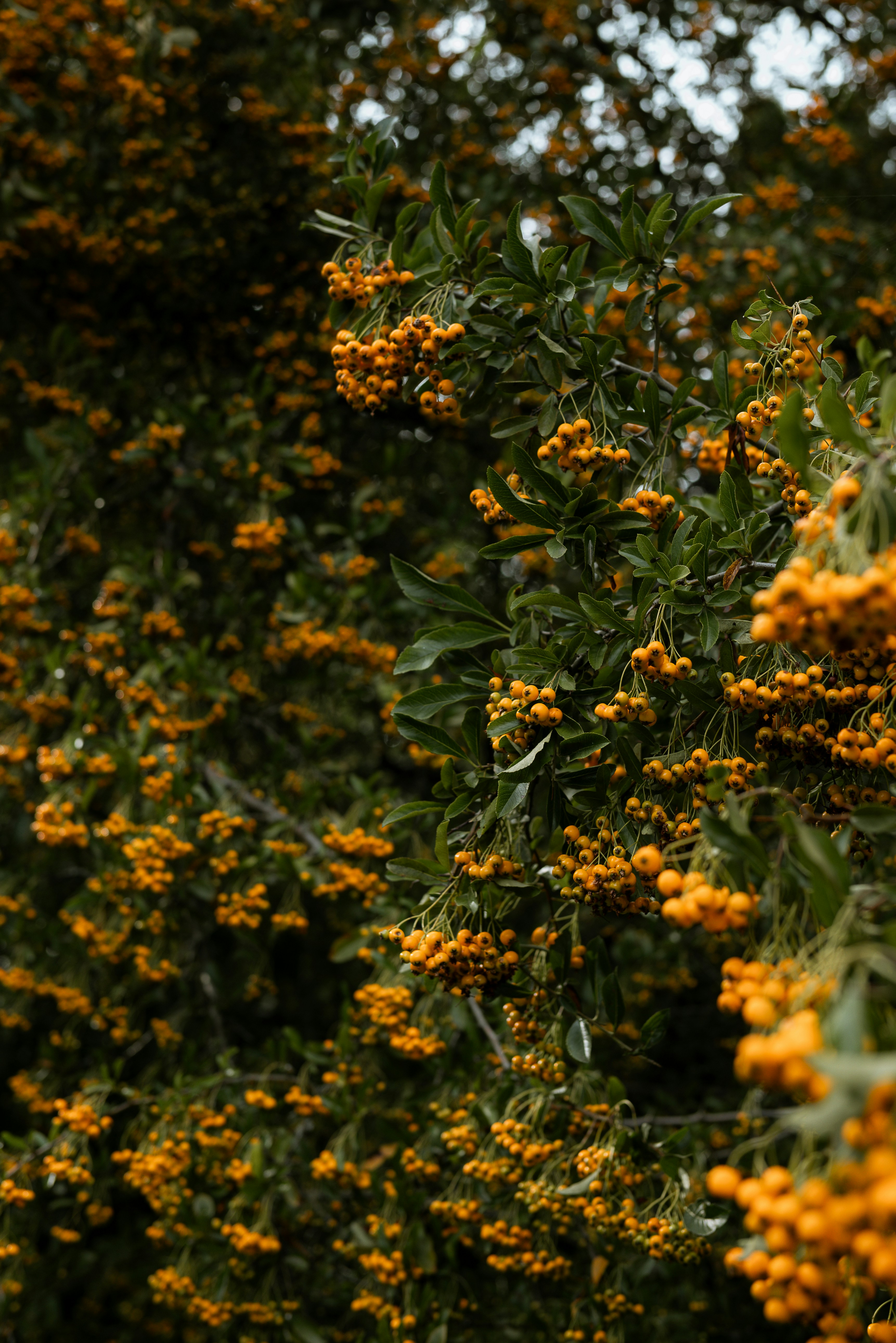 Amber Orbs Among Green Leaves: A Quiet Hedge in Focus