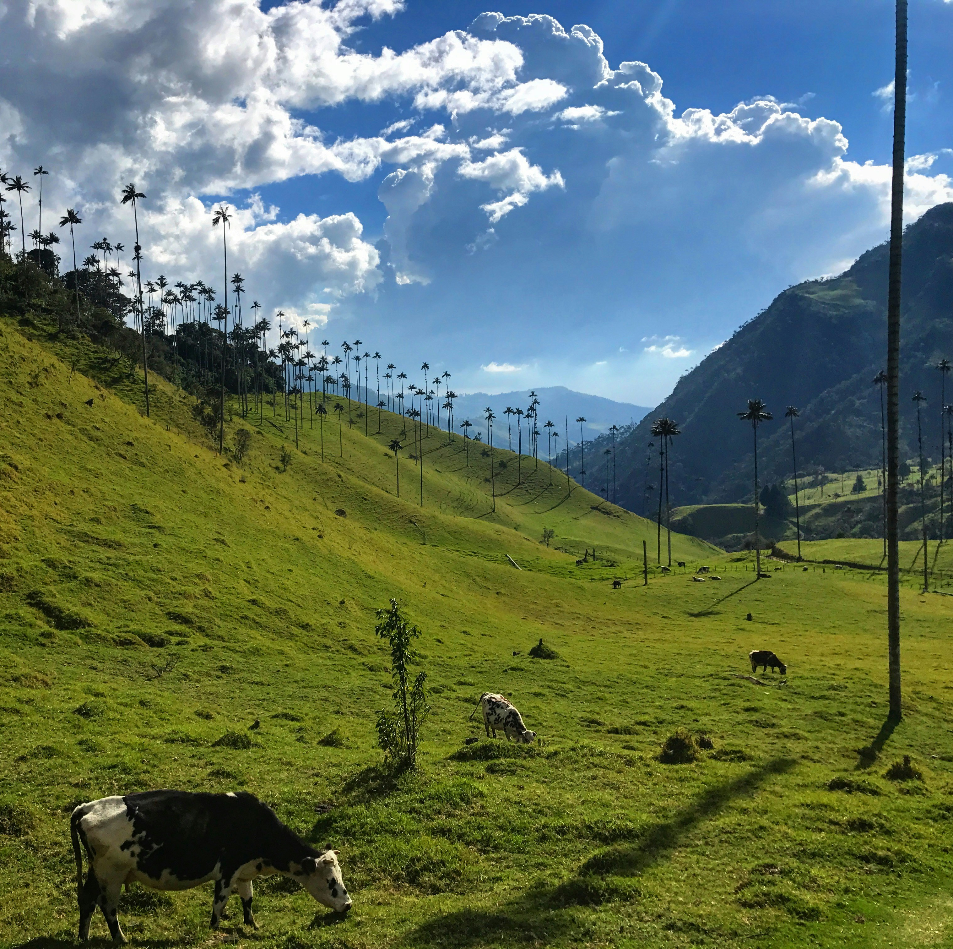 A herd of cattle grazing on a lush green hillside photo – Free Colombia ...
