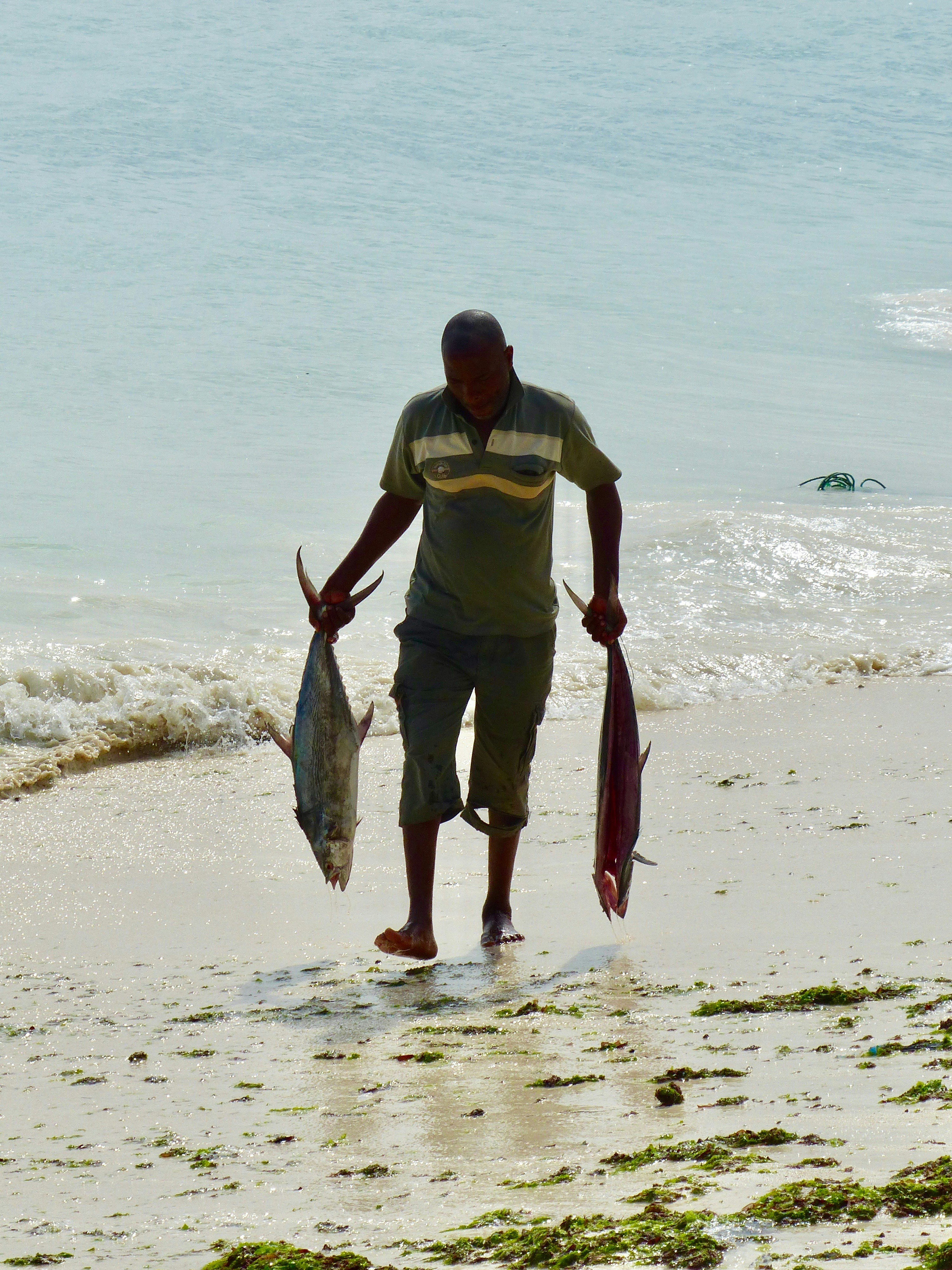 A man walking on a beach holding two fish photo – Free Zanzibar Image ...