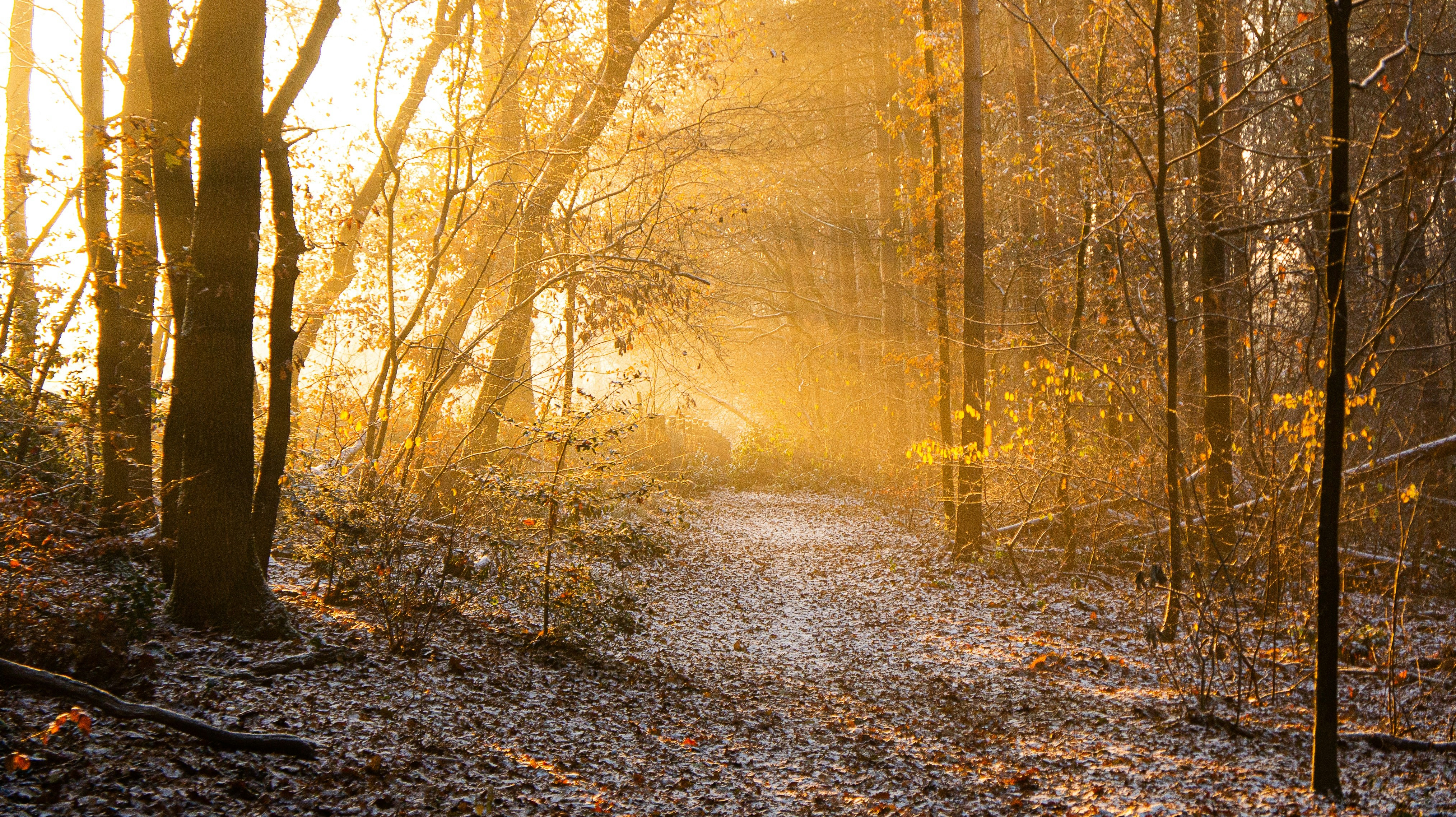 A path in the woods with leaves on the ground photo – Free Nature Image ...