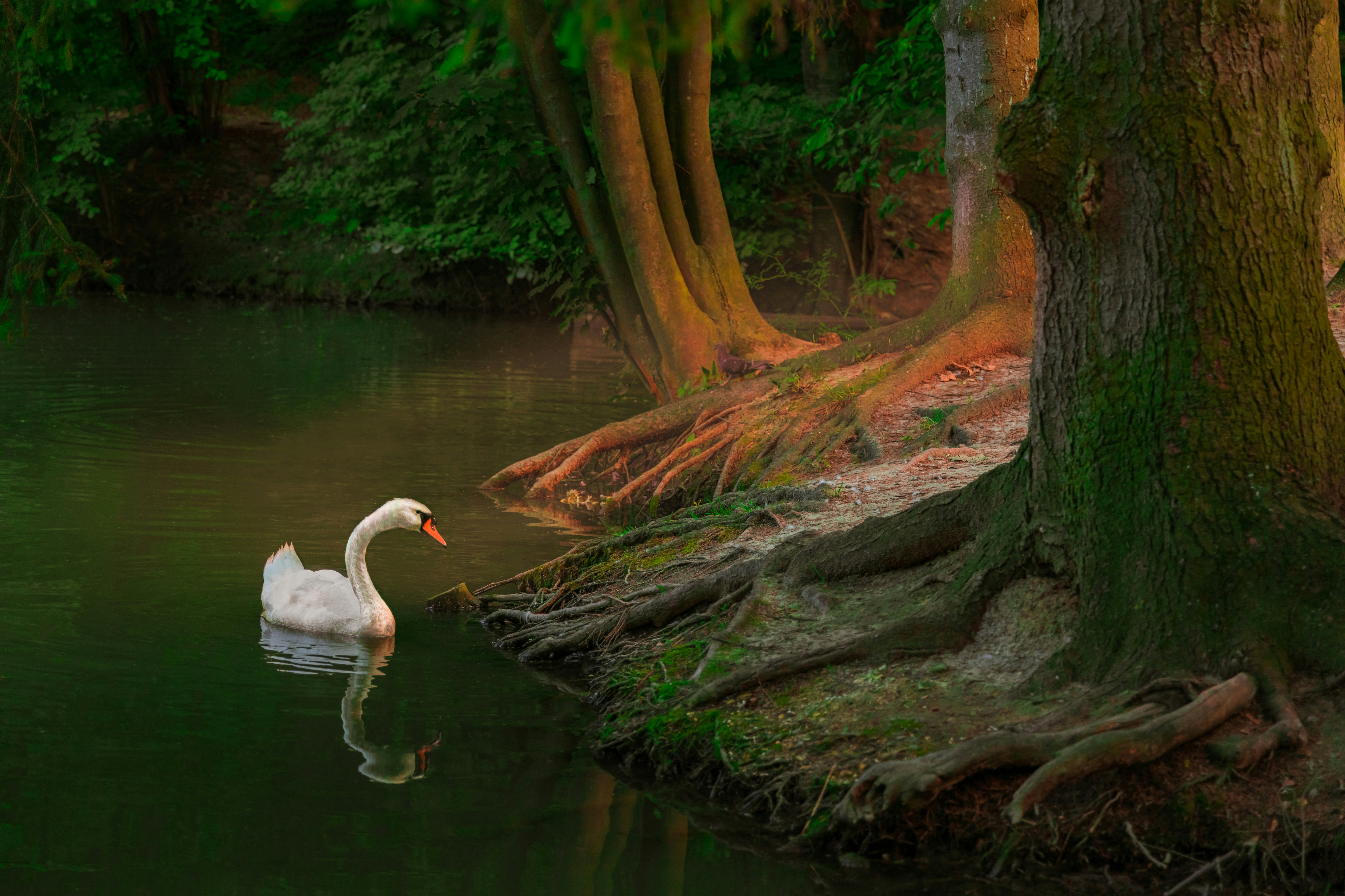 Swan at the Mossy Lakeshore Amid Tree-Rimmed Calm