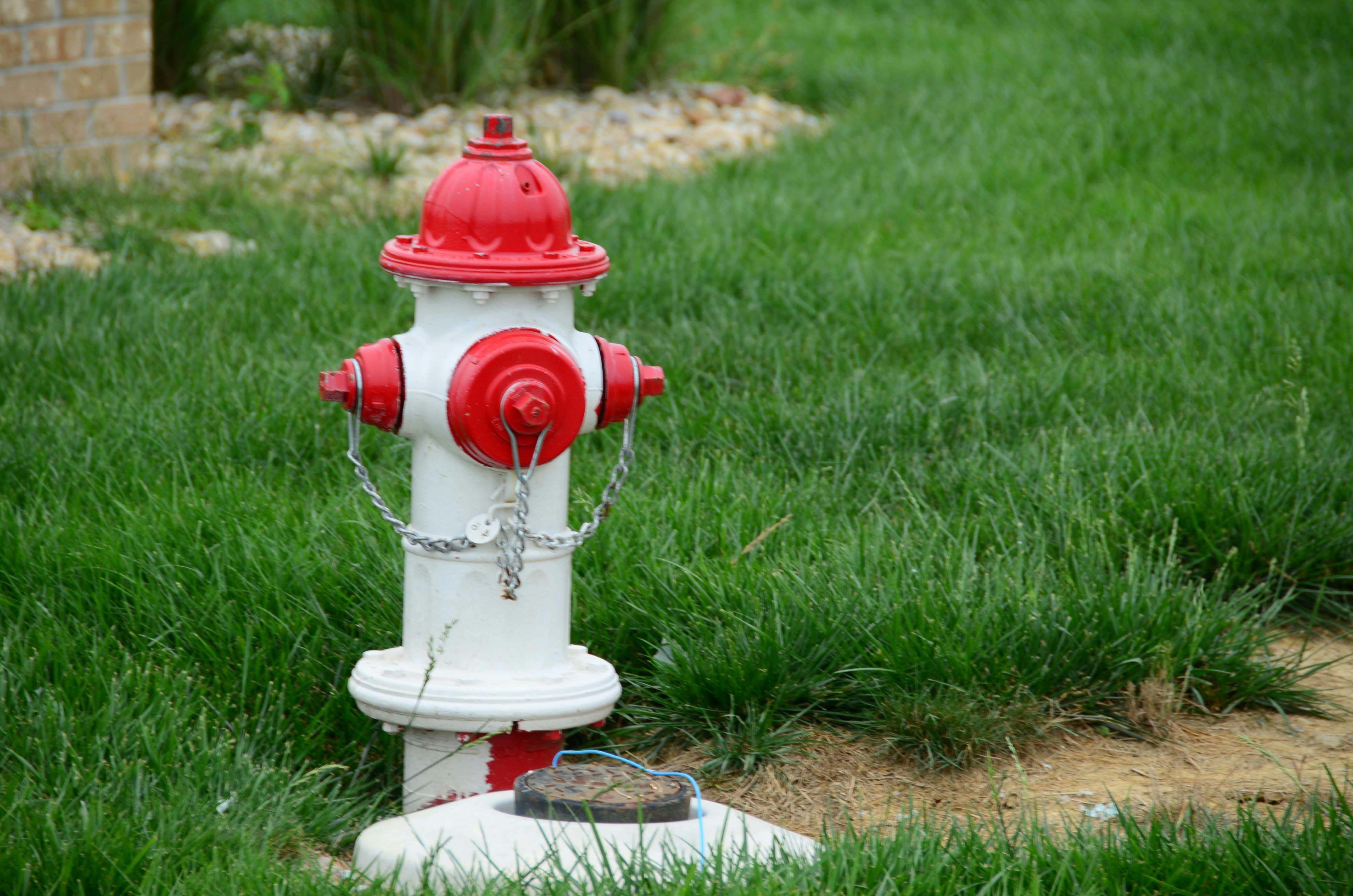 Scarlet Sentinel Amid the Emerald Lawn