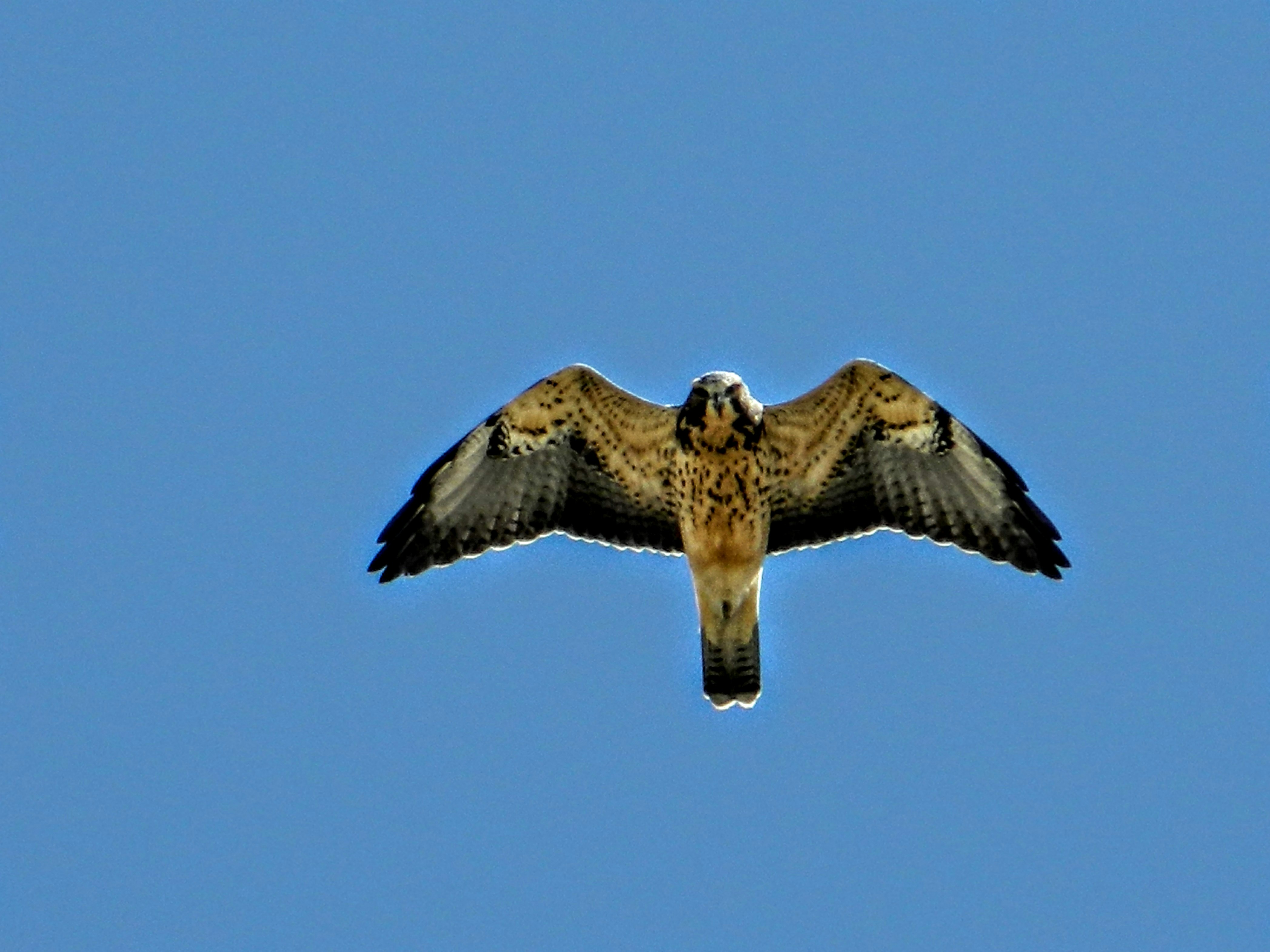 Raptor in Flight: A Focused Wake Across a Clear Sky