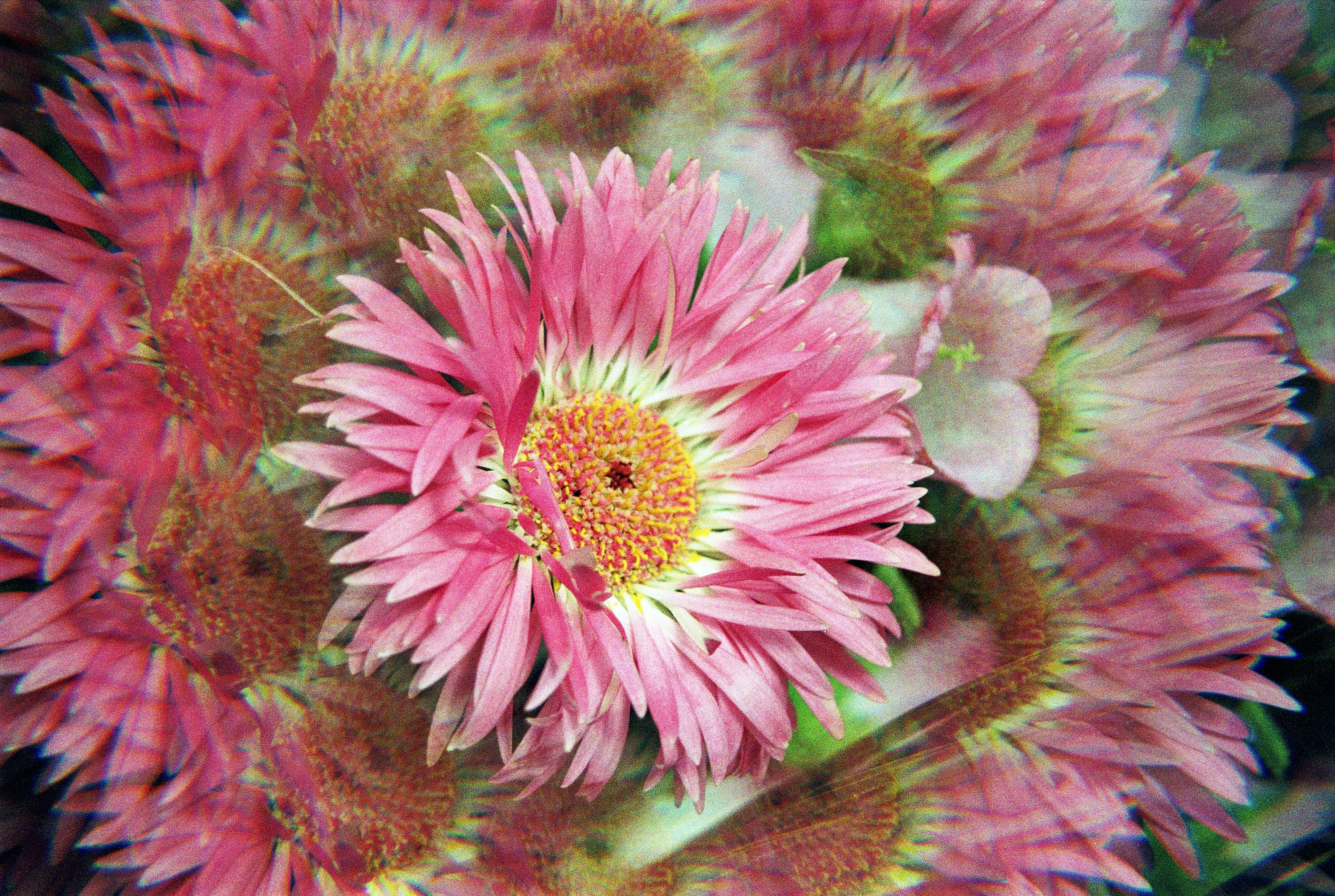 Vibrant pink flower petals create a kaleidoscopic effect with layers and reflections.