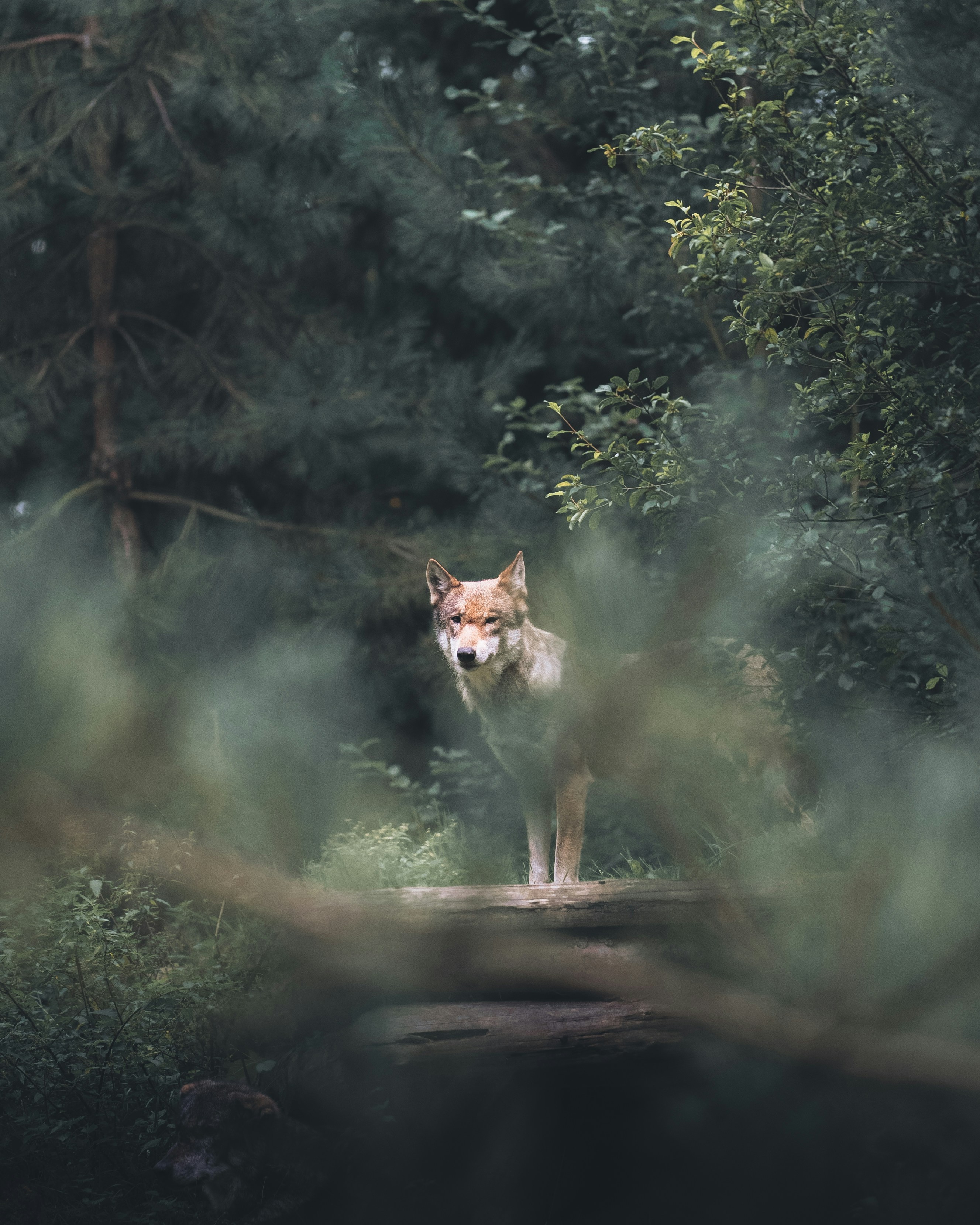 A lone wolf standing in the middle of a forest photo – Free Animal ...