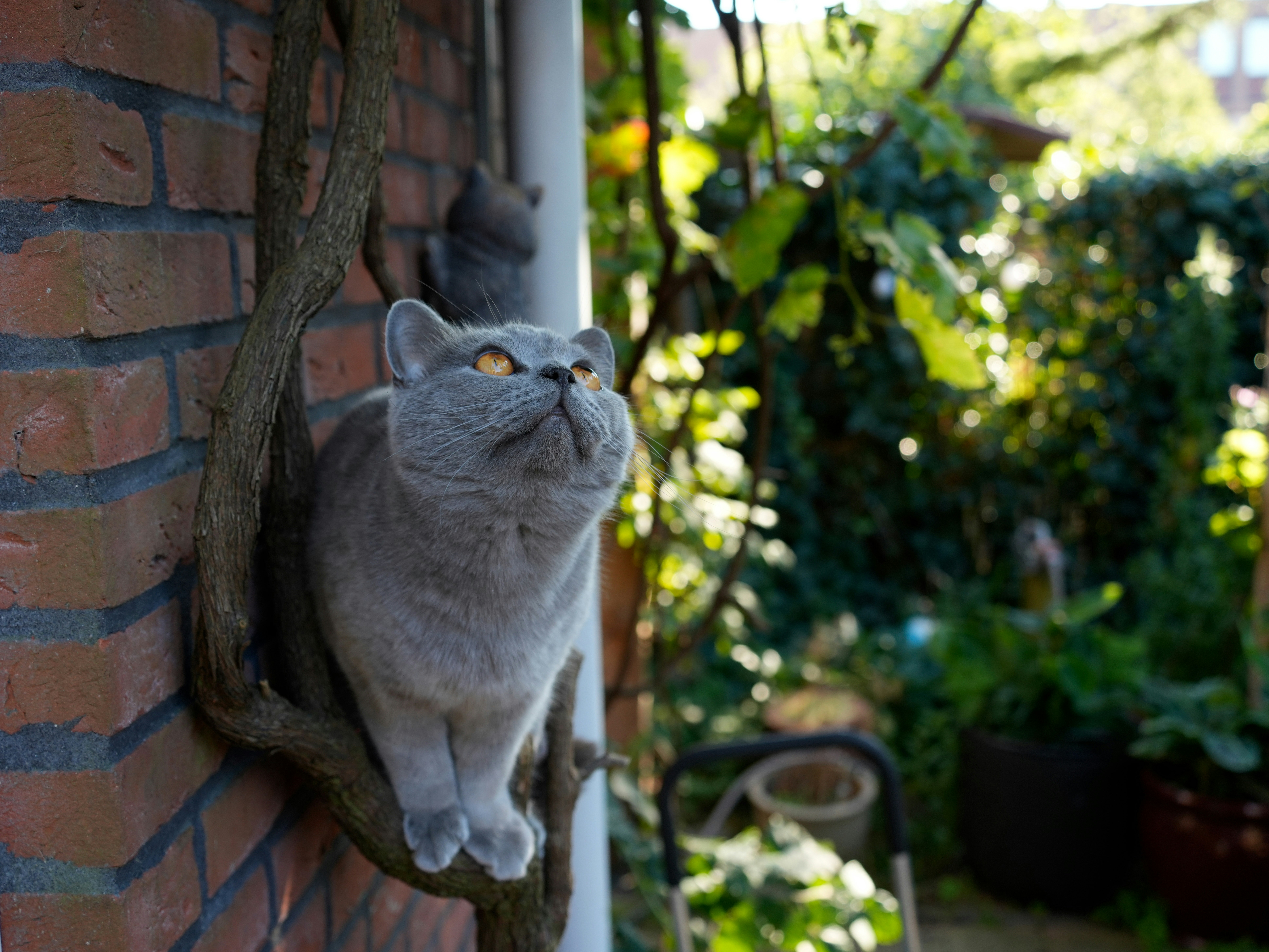 Curious Grey Cat Perched on a Vine-Wrapped Branch by a Brick Wall