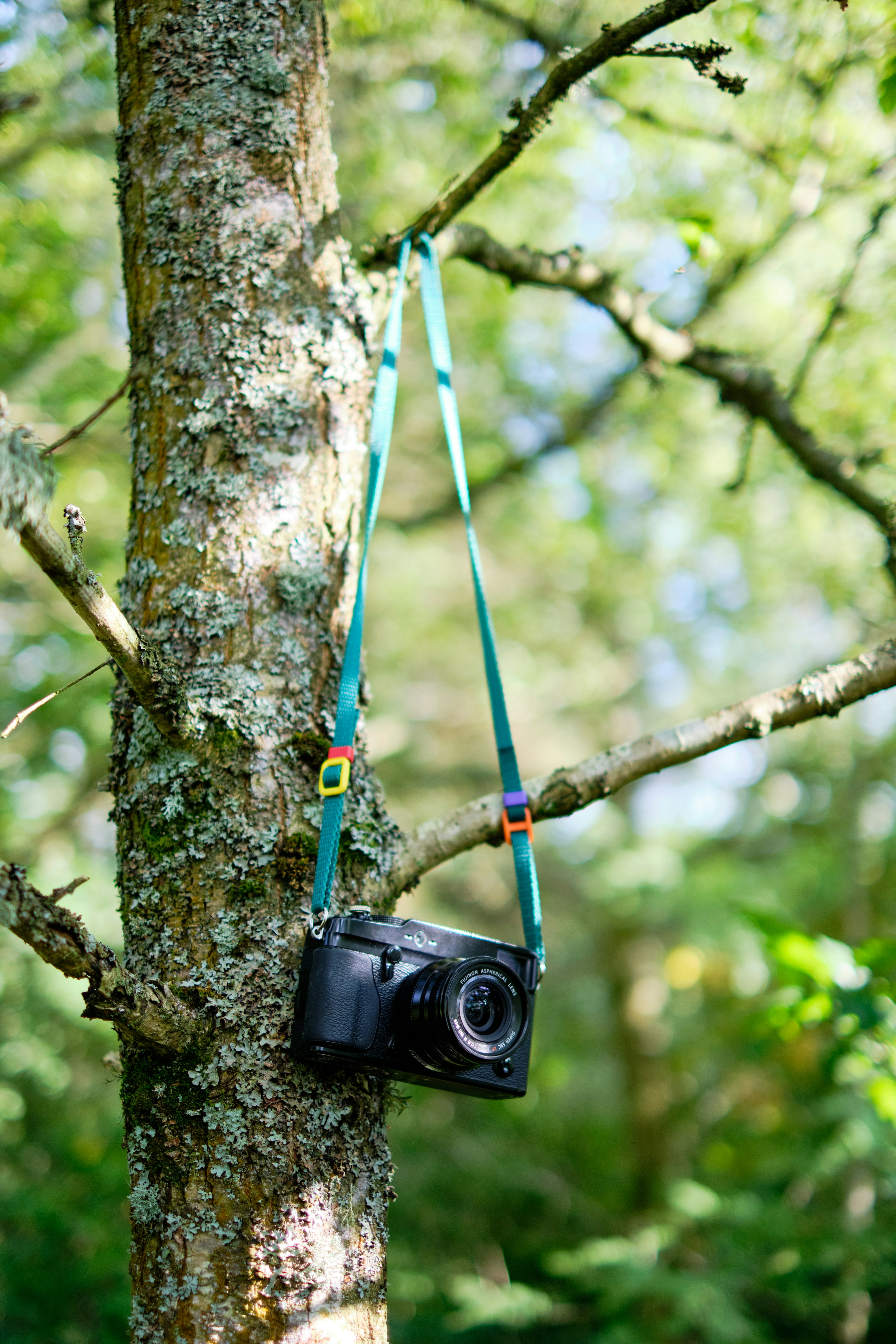 Teal Straps, Green Canopy: A Compact Camera Suspended on a Mossy Branch