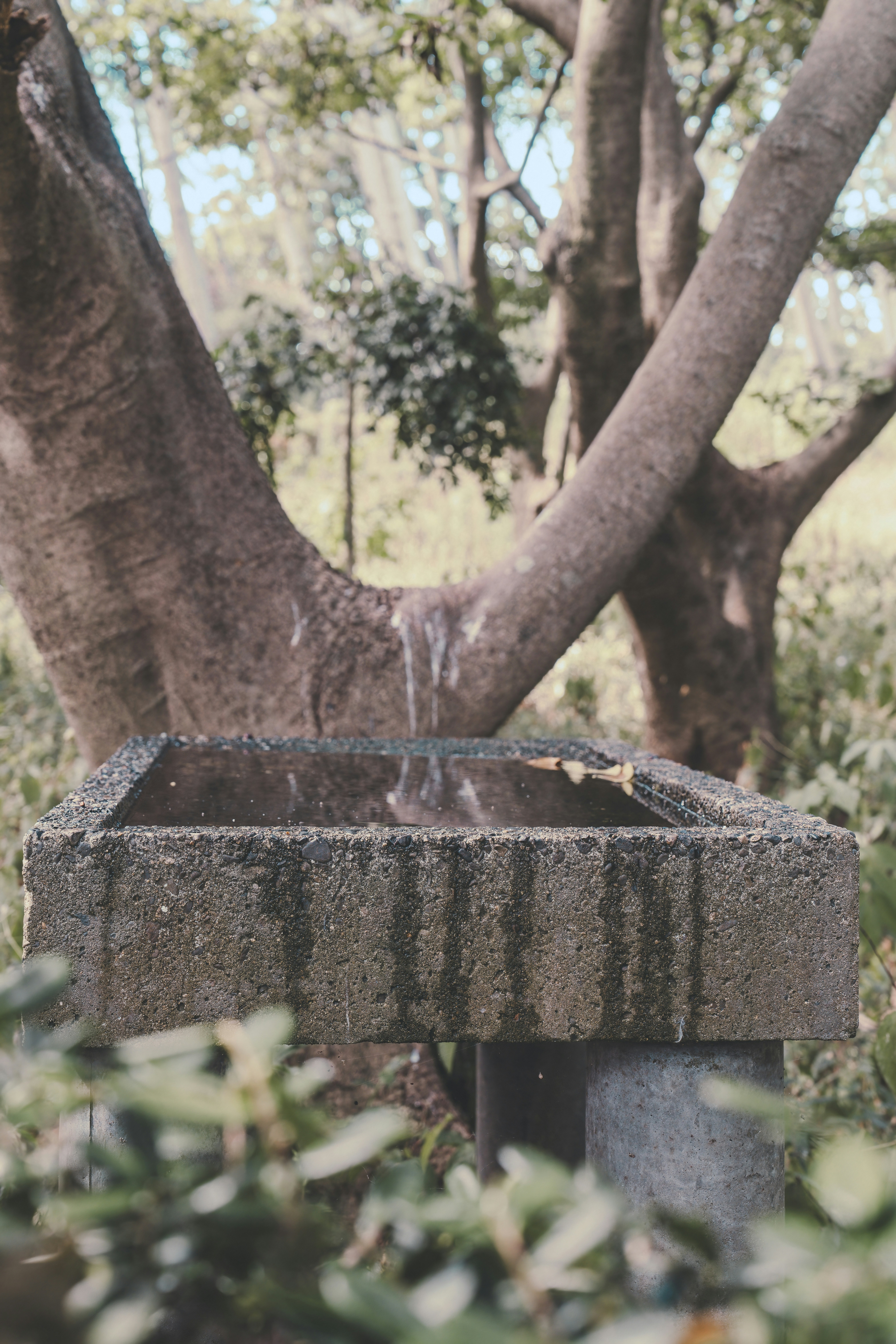 Weathered Birdbath Under a Serene Canopy