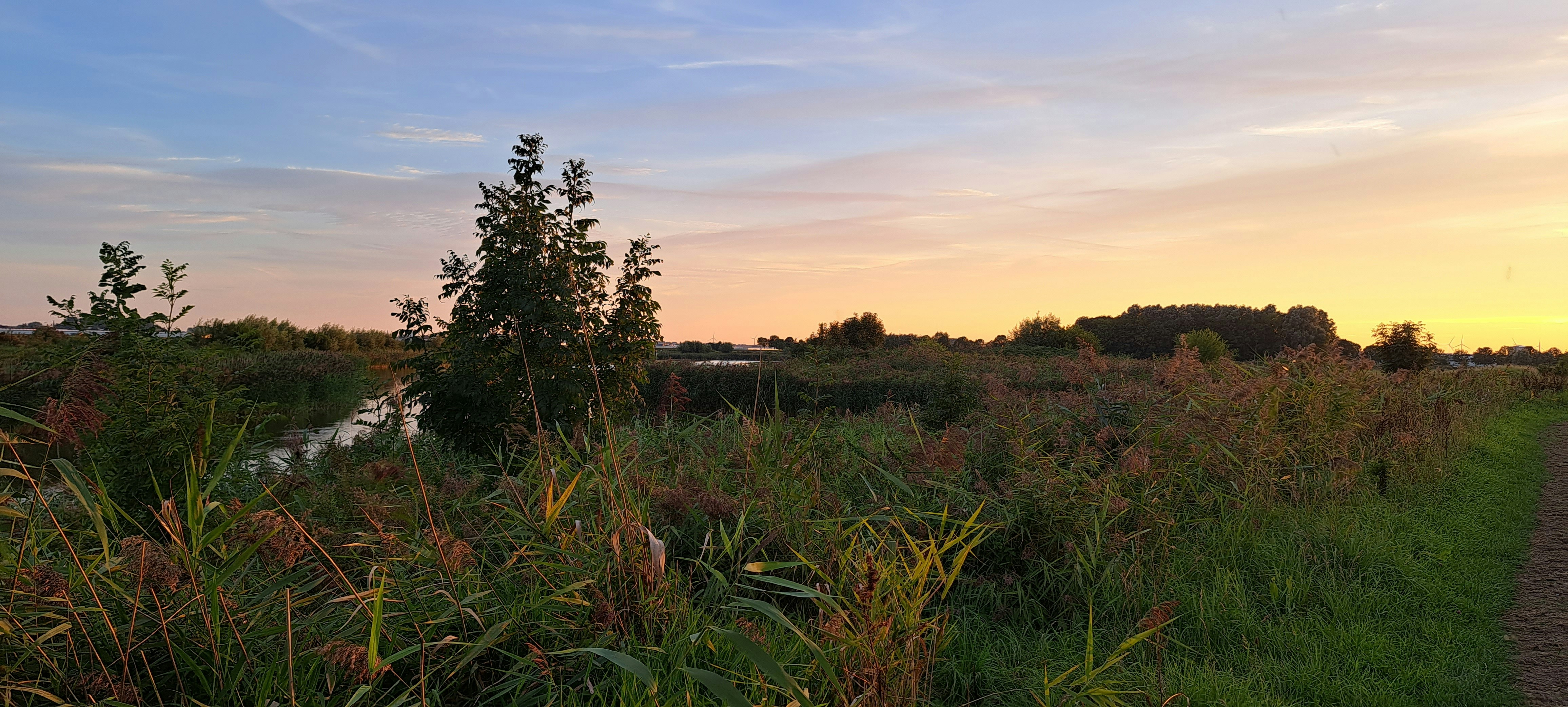 Sunset Over Reedy Marsh: Quiet Horizon and Tall Reeds
