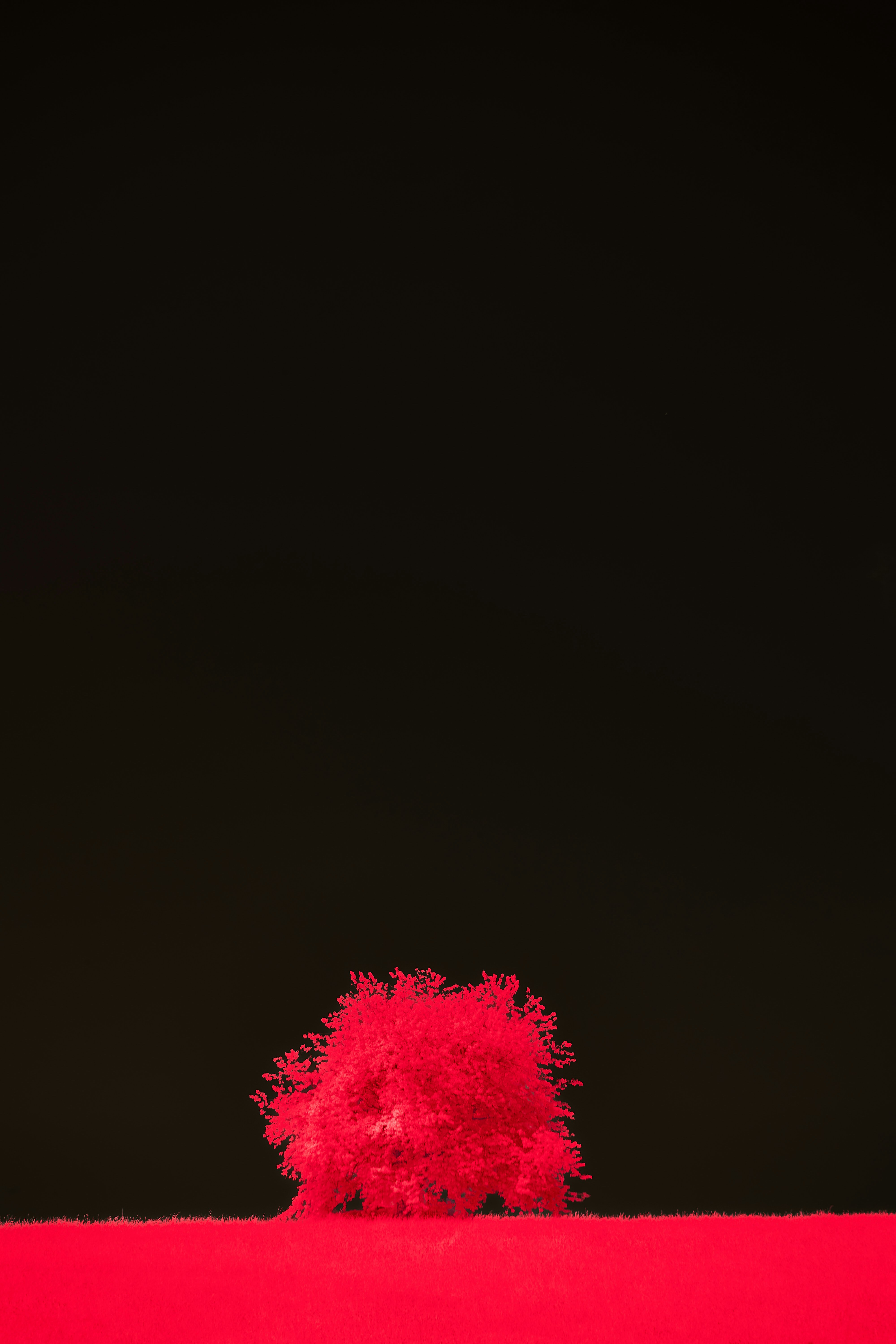 Crimson Sentinel on a Velvet Horizon