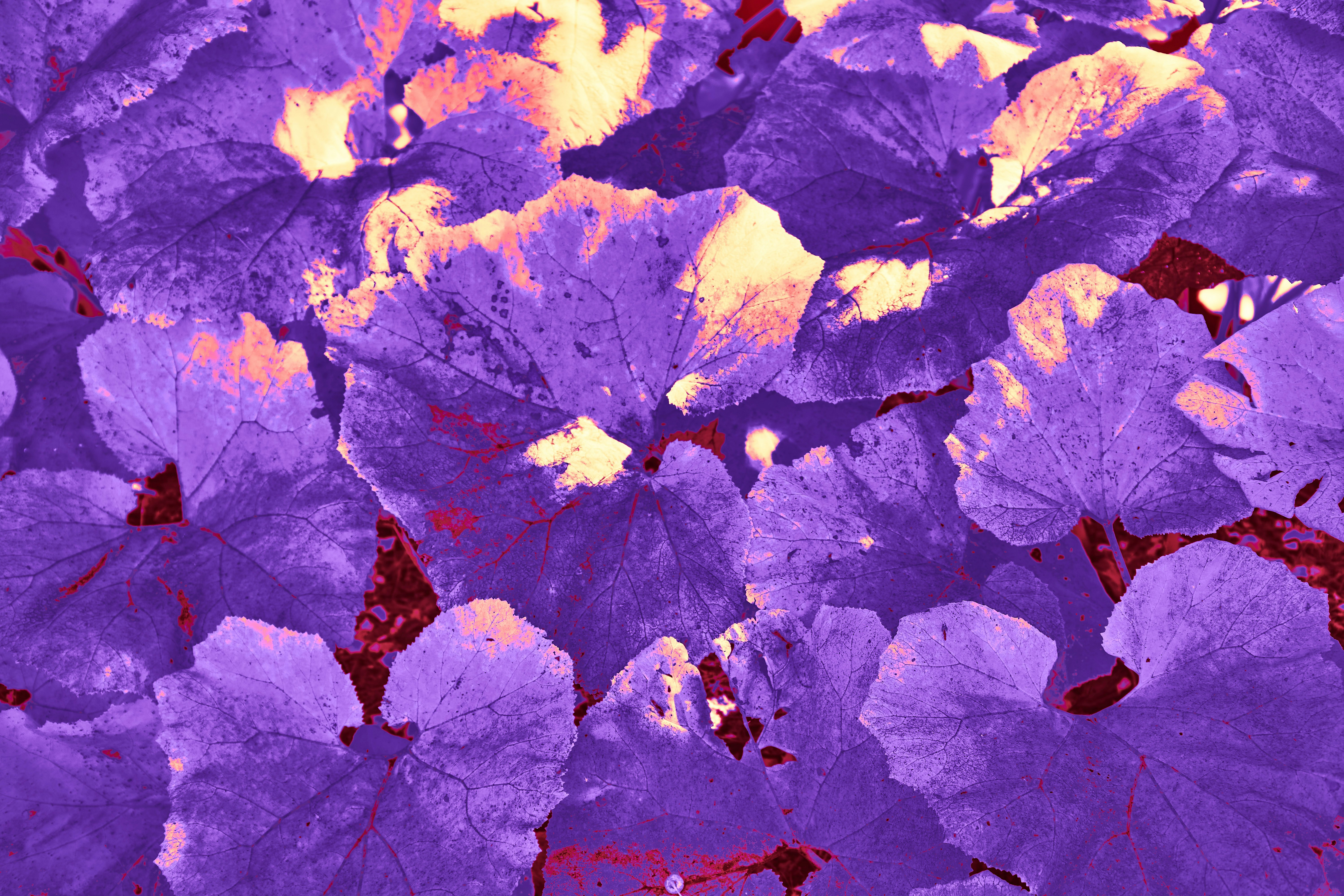 Photo by Wolfgang Hasselmann with Sony Alpha 7 II