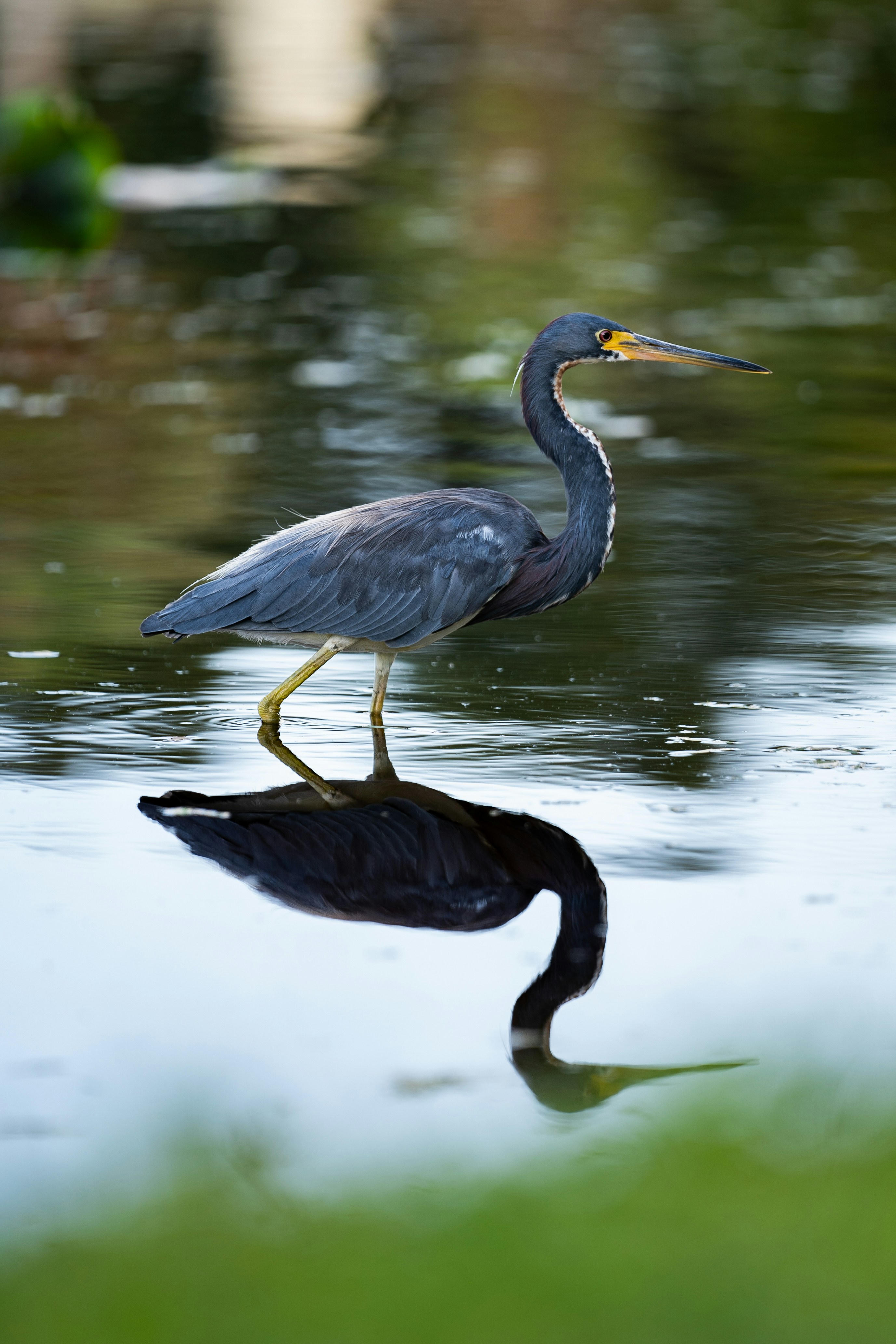 Crane walking in the calm water with a reflection.