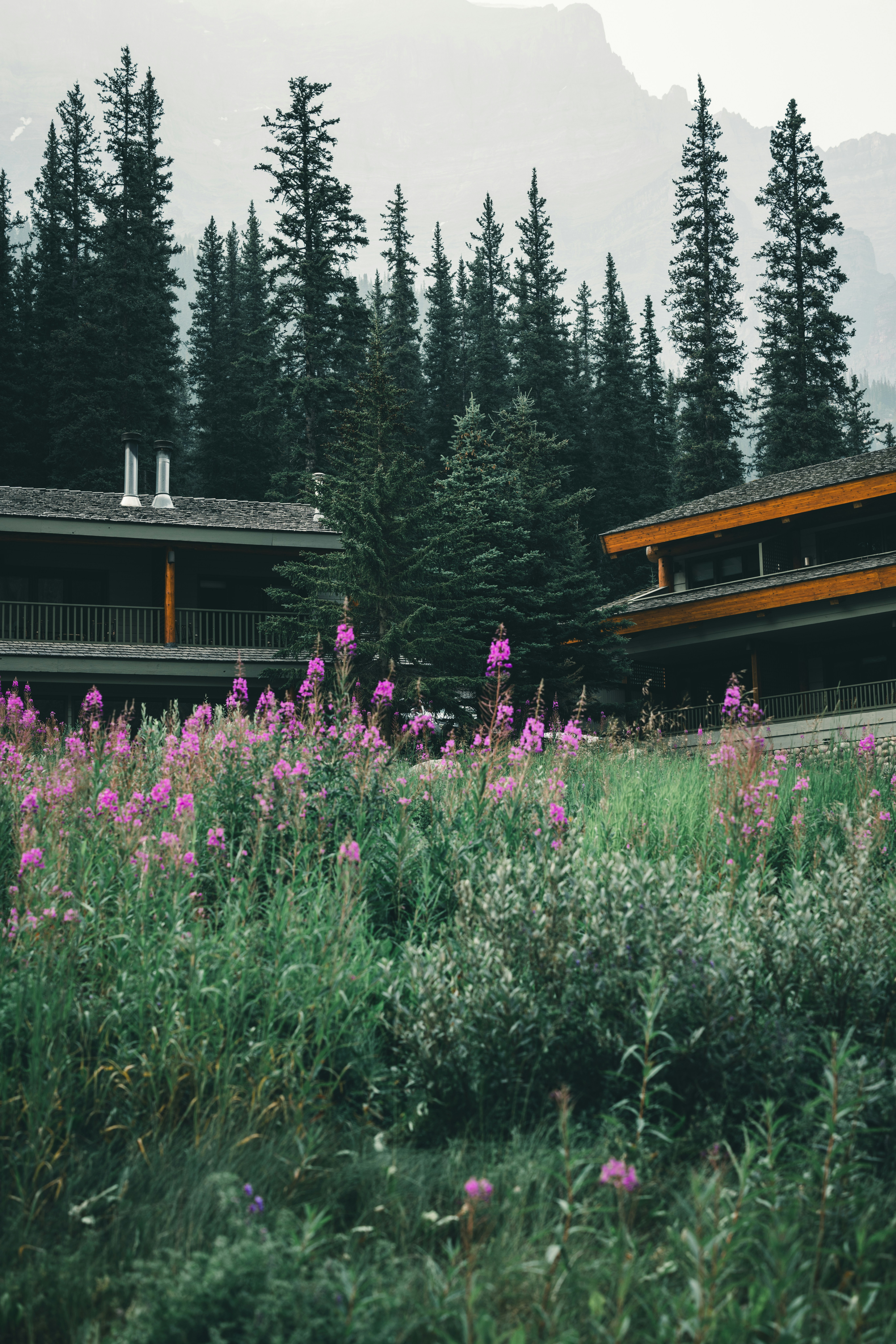 Purple Blooms Framing Alpine Lodges Beneath a Pine Skyline