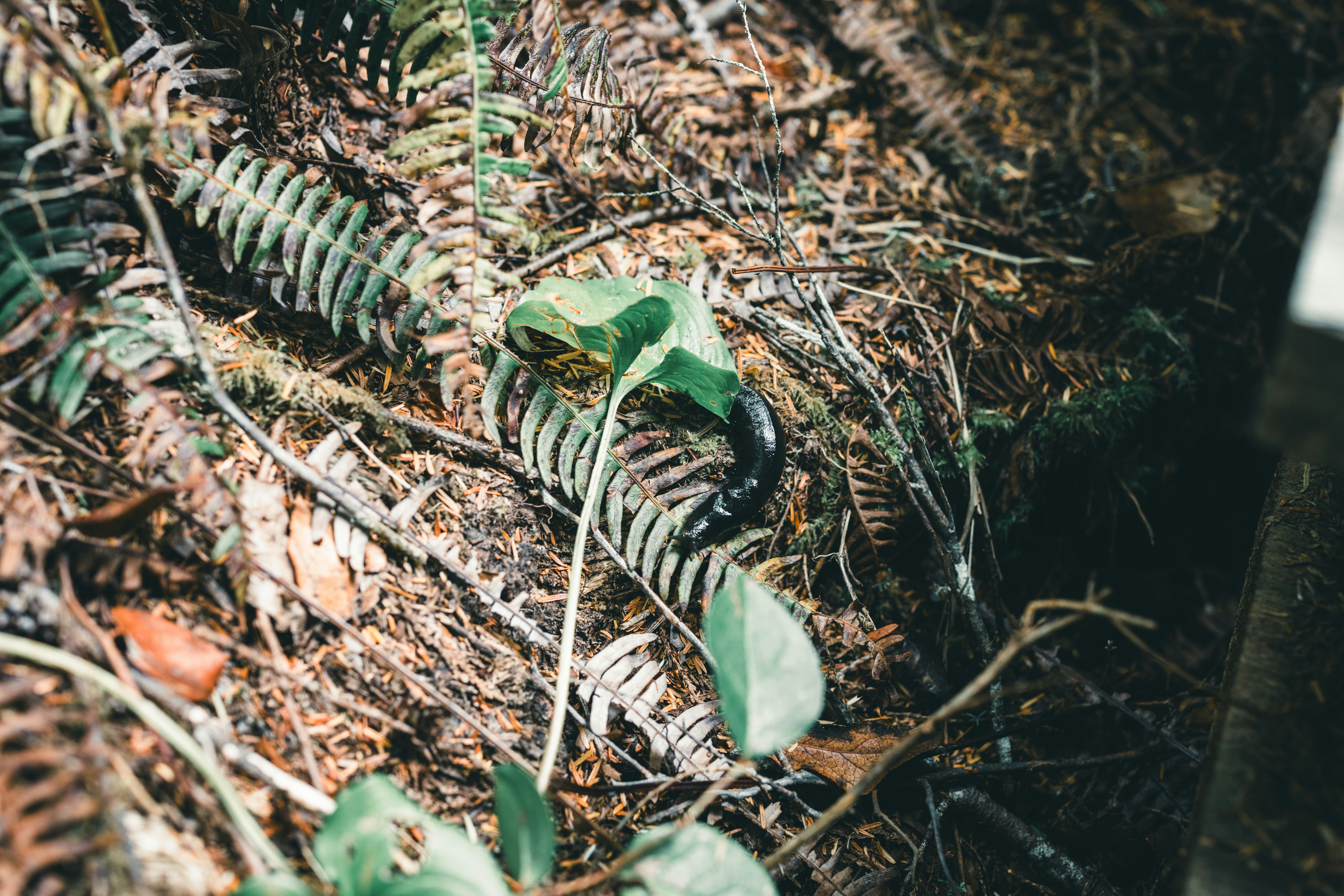 Hidden Sentinel: Camouflaged Snake in the Fern Litter