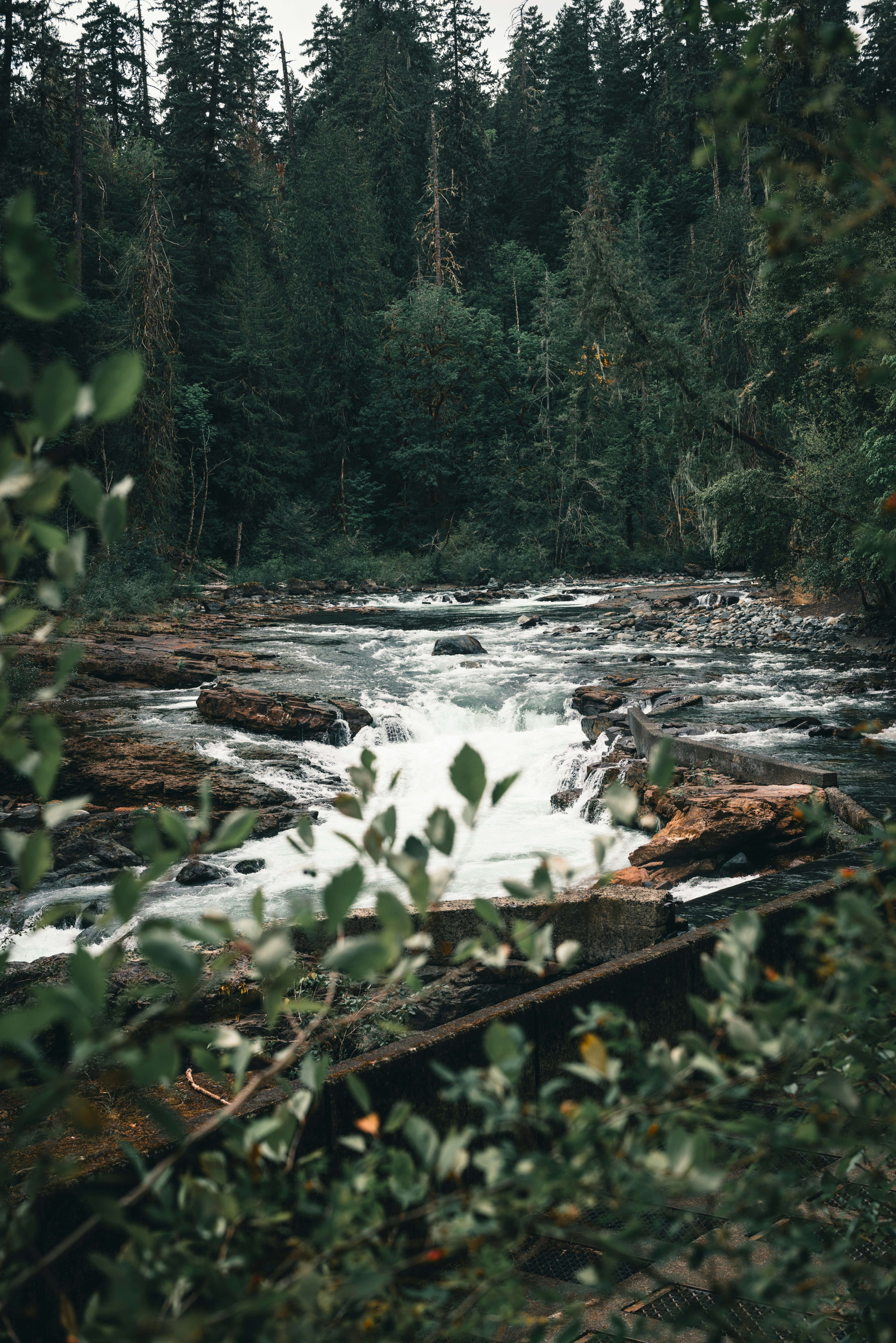 A river running through a forest filled with trees photo – Free Canada ...