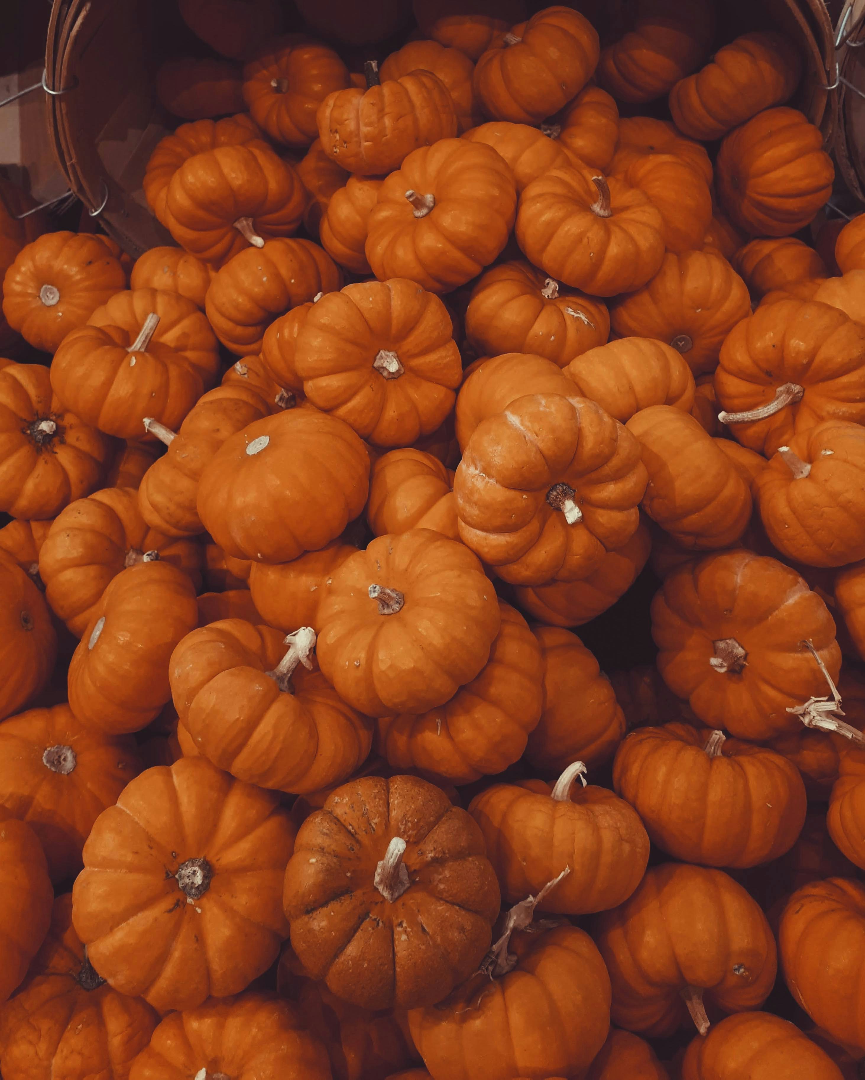 Vibrant collection of small pumpkins piled together, showcasing their rich orange hues and varied textures.