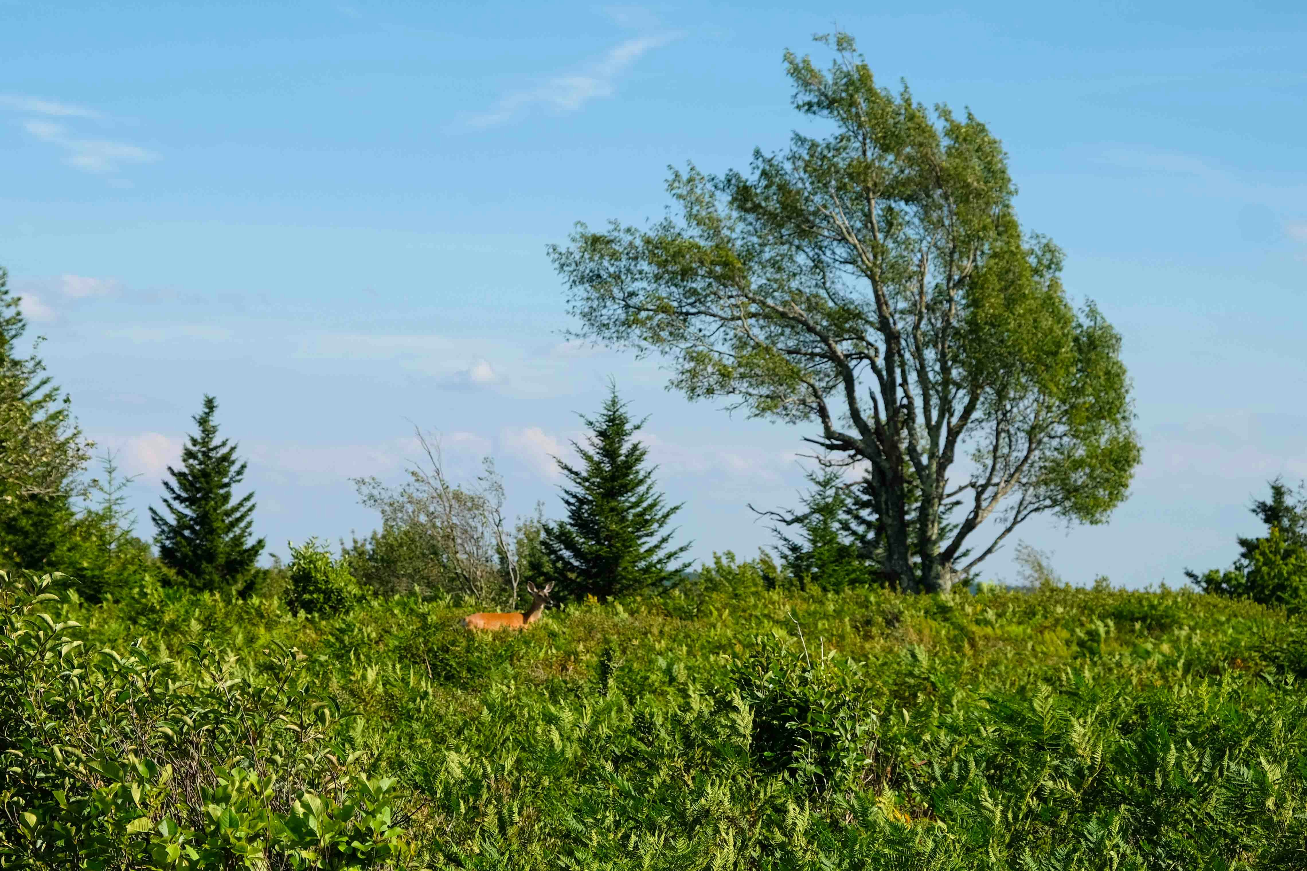A lone deer in a field with trees in the background photo – Free Dolly ...