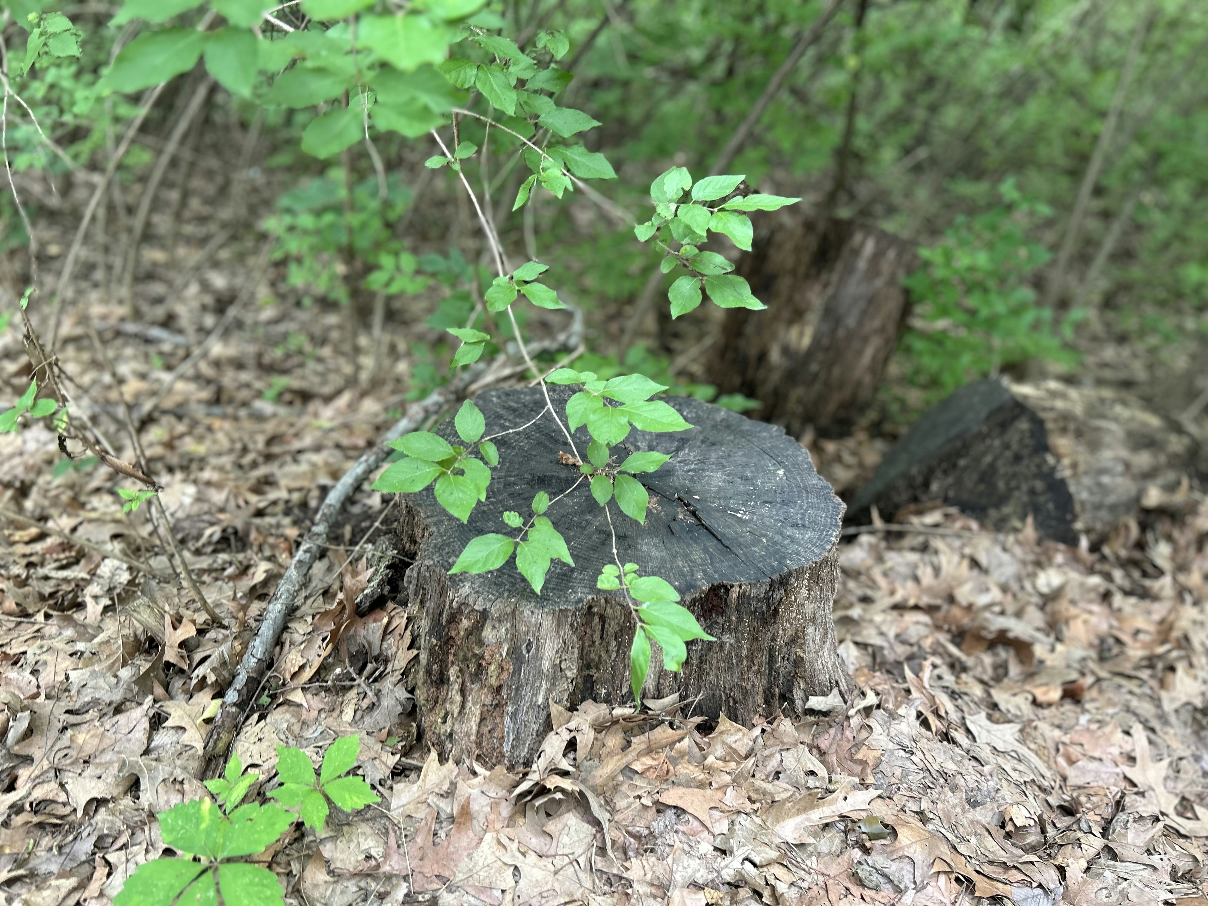 Stump Bloom of Greenery: A Quiet Forest Floor Close-Up