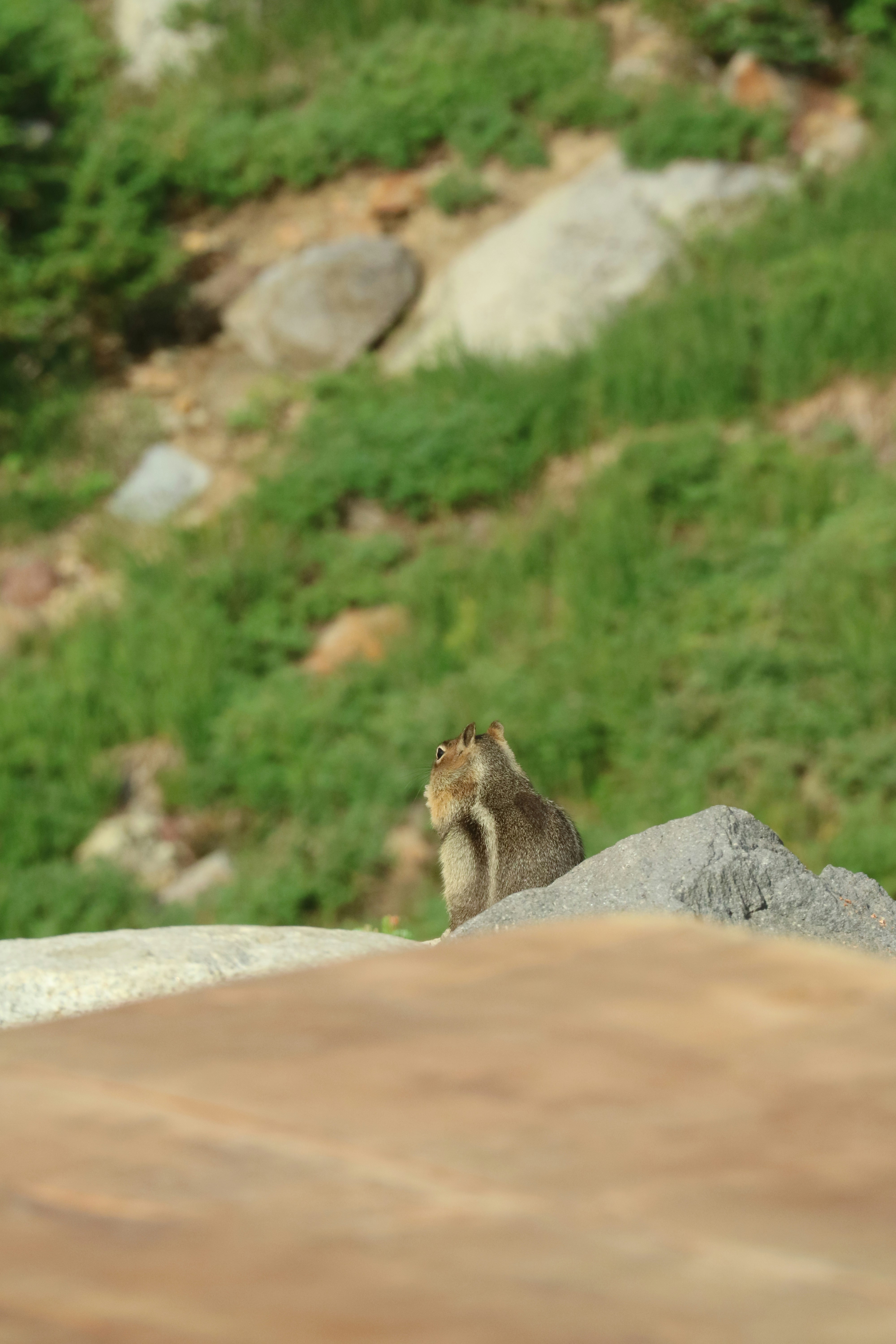 Squirrel Silhouette on a Granite Gaze