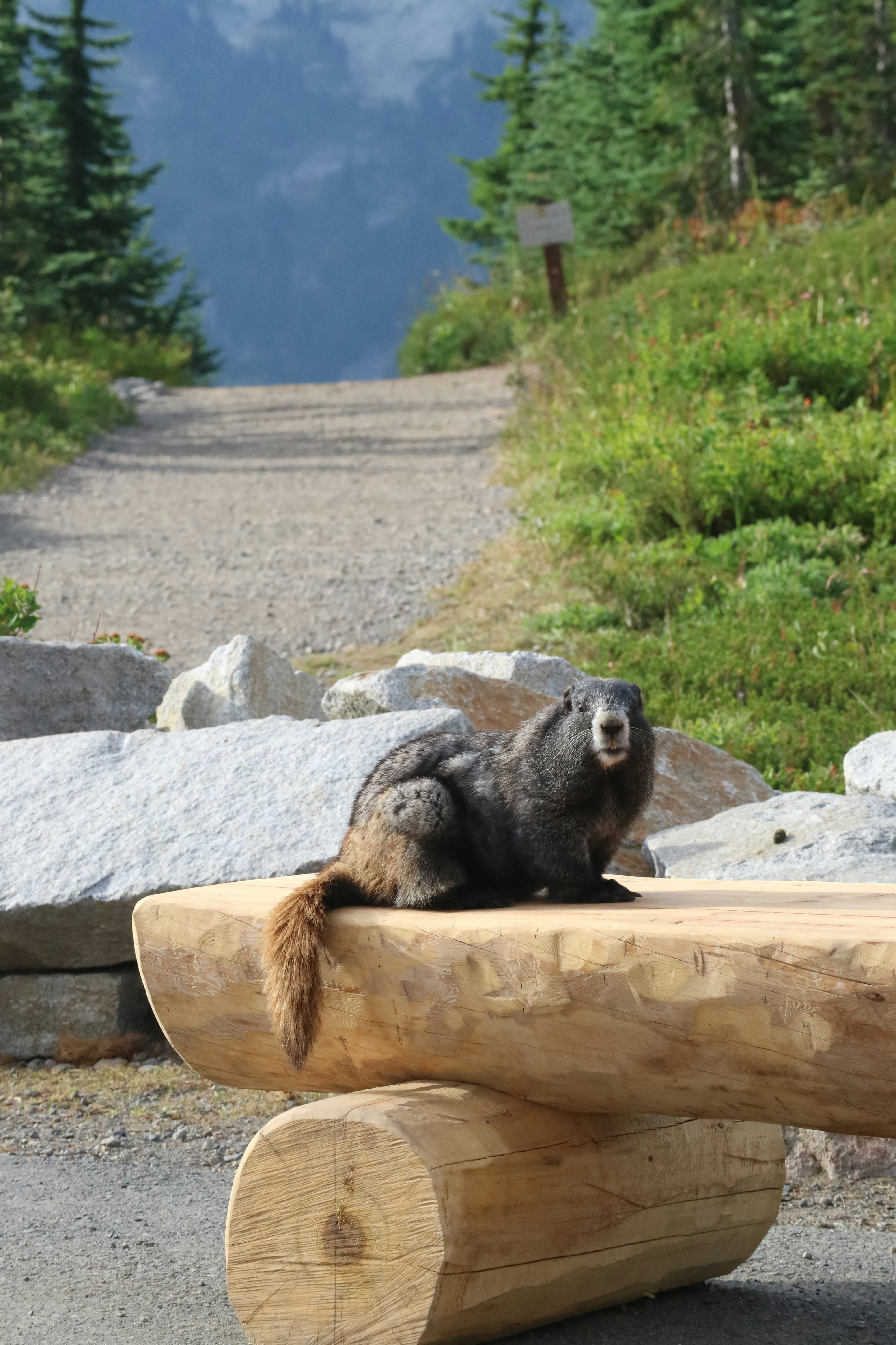 Monkey on a Log Bench in Alpine Clearing