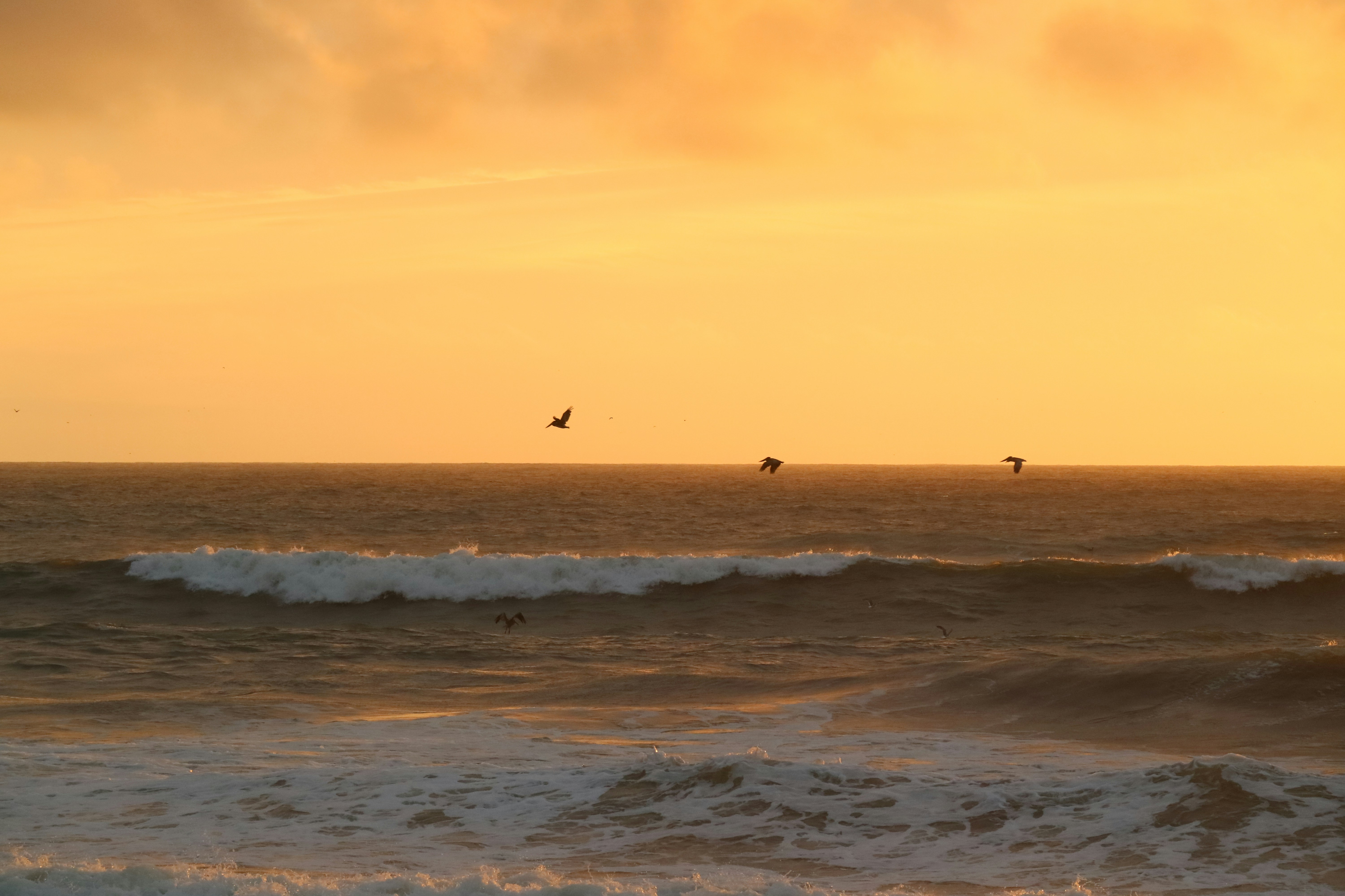 Waves gently crashing under a golden sky with a bird soaring above the horizon at sunset.