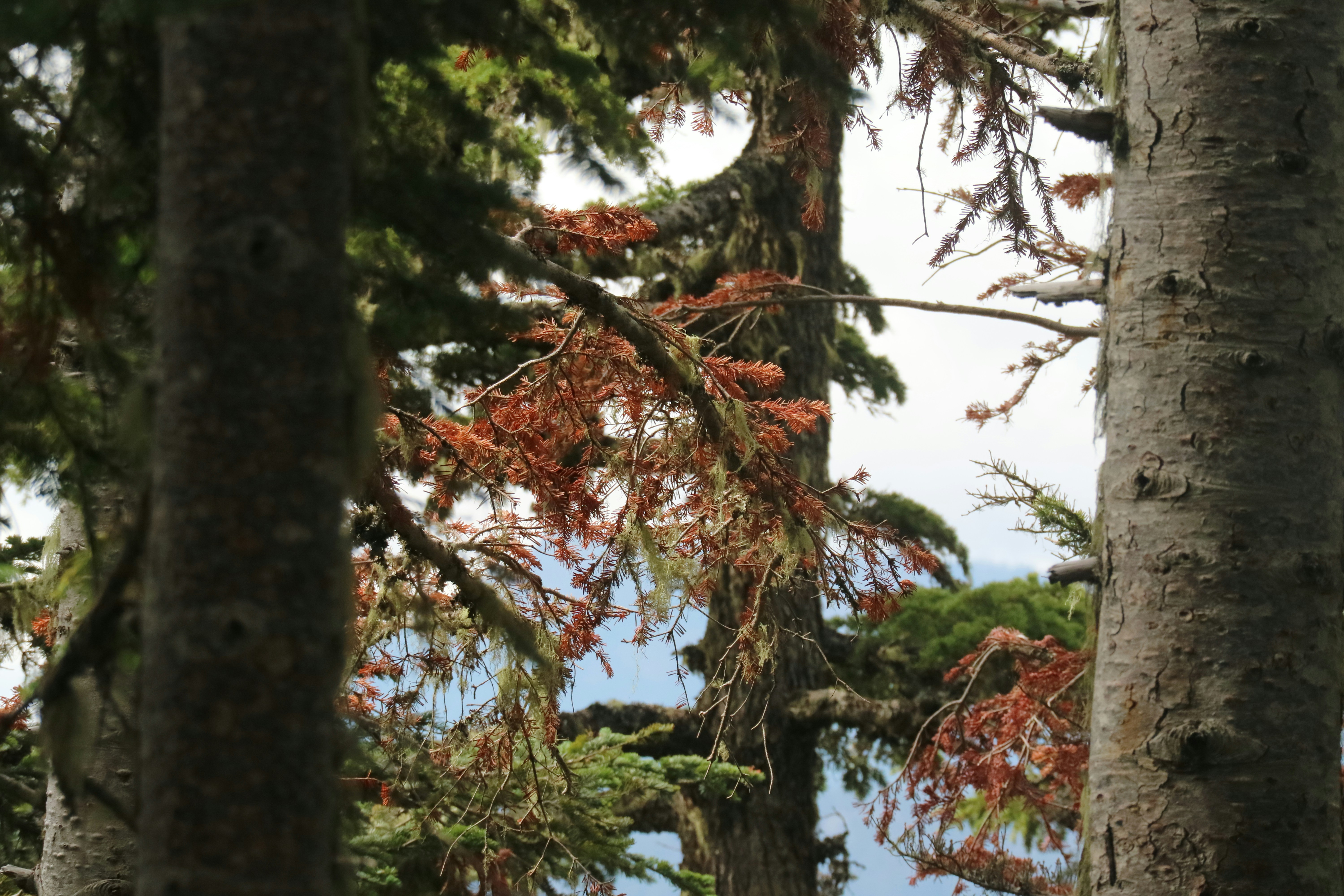 Crimson Branches Framed by Whispering Pines