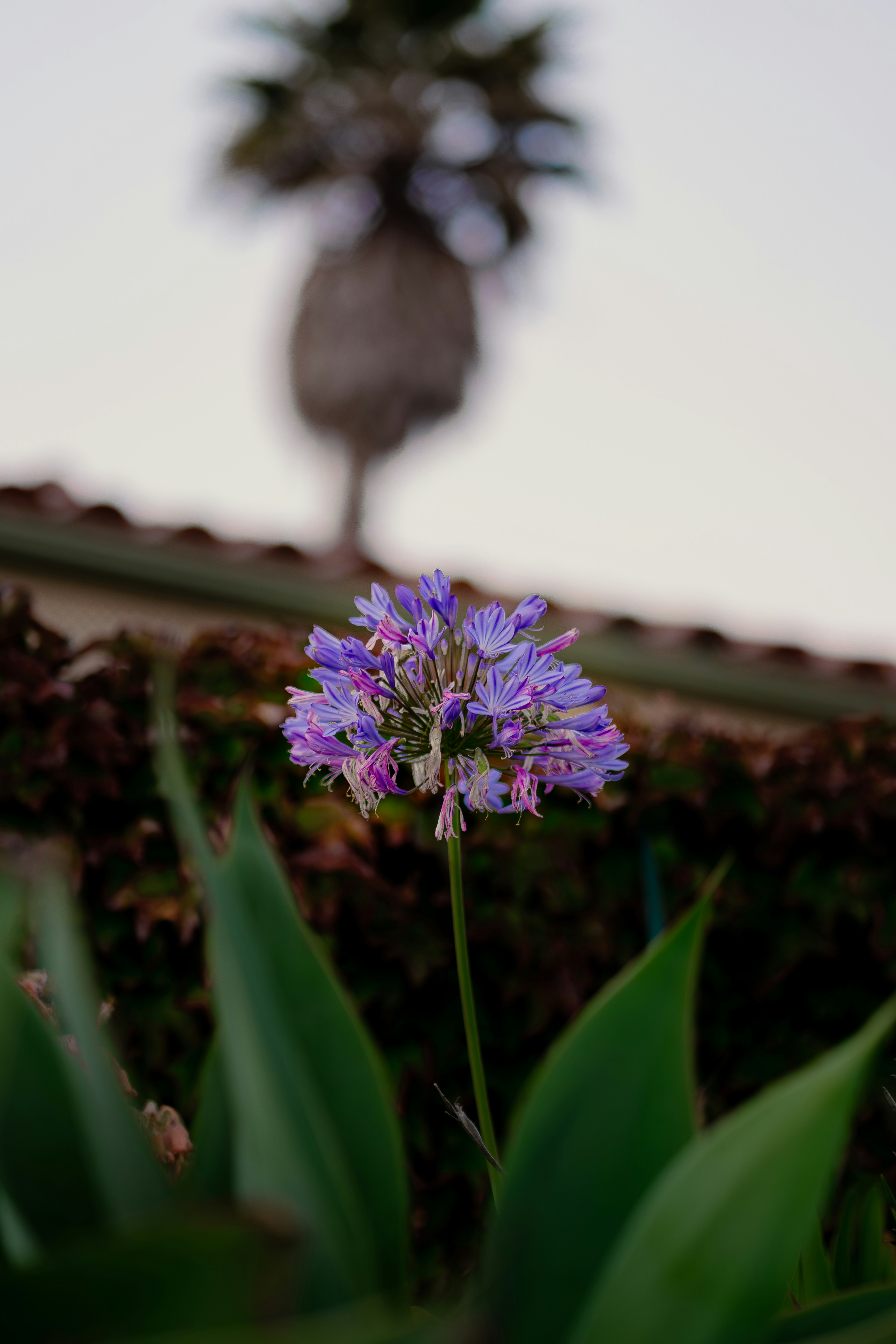 Purple-centered bloom against a blurred backdrop
