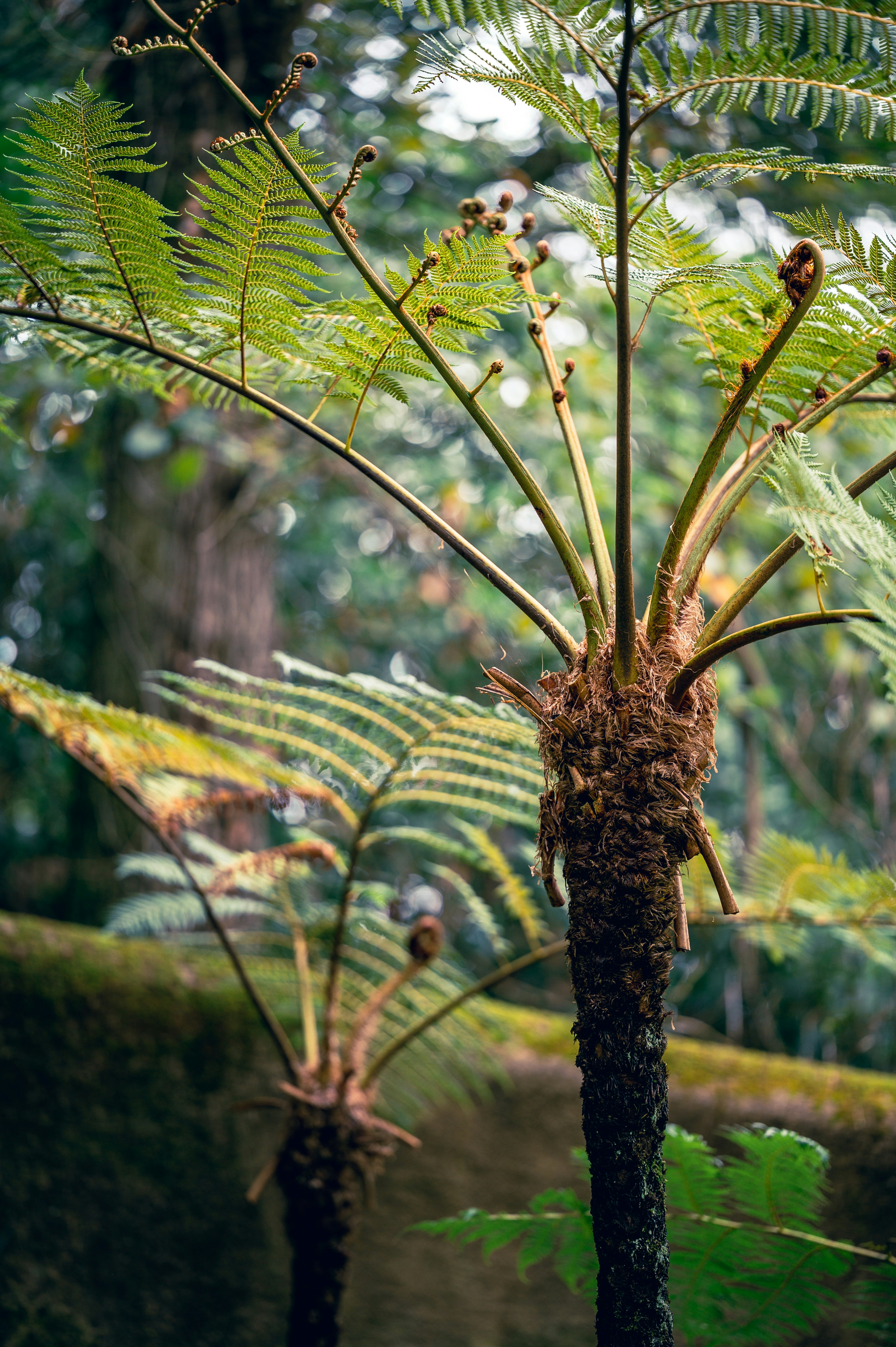 a tree with lots of green leaves in a forest