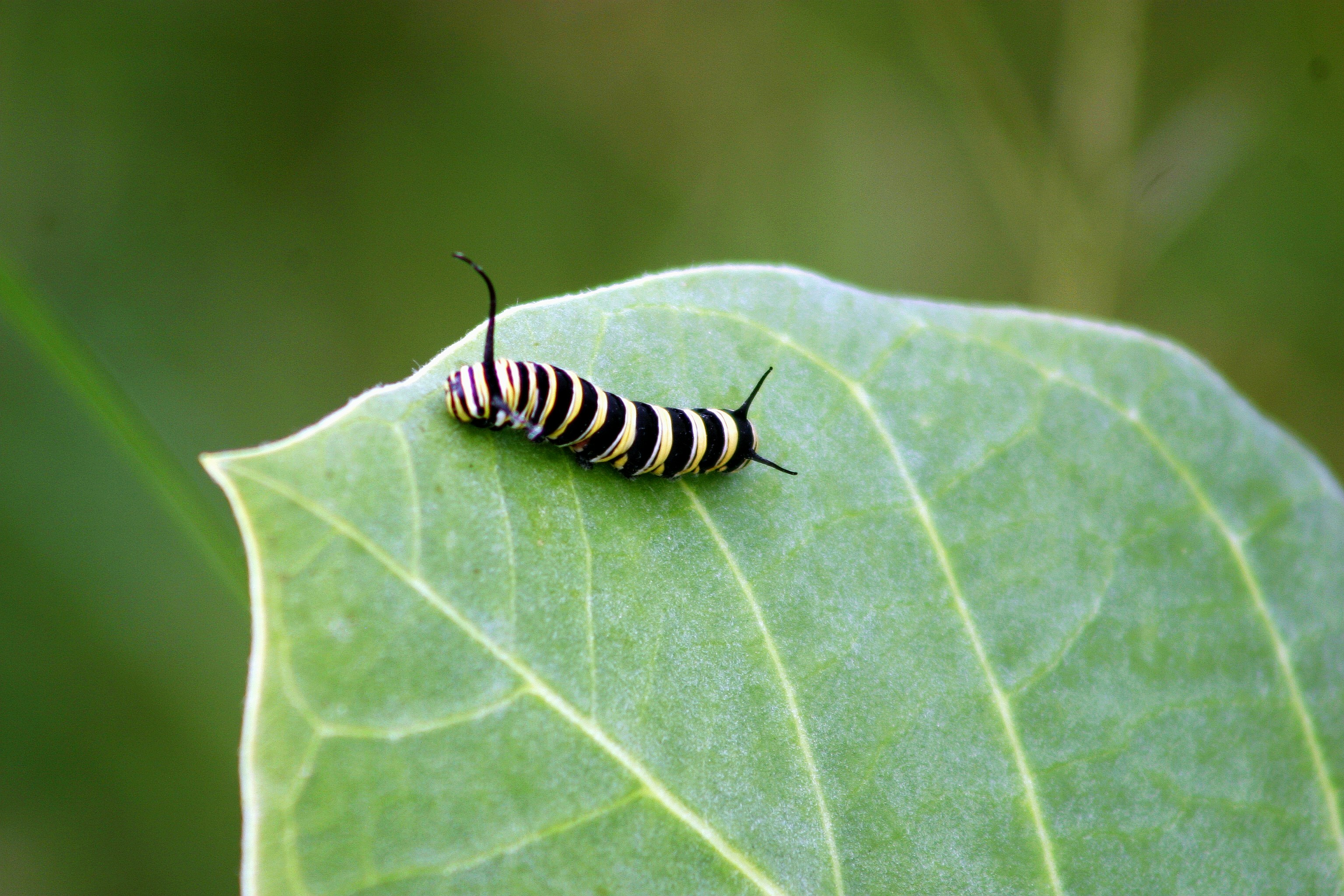 A black and yellow striped caterpillar crawls on a leaf.