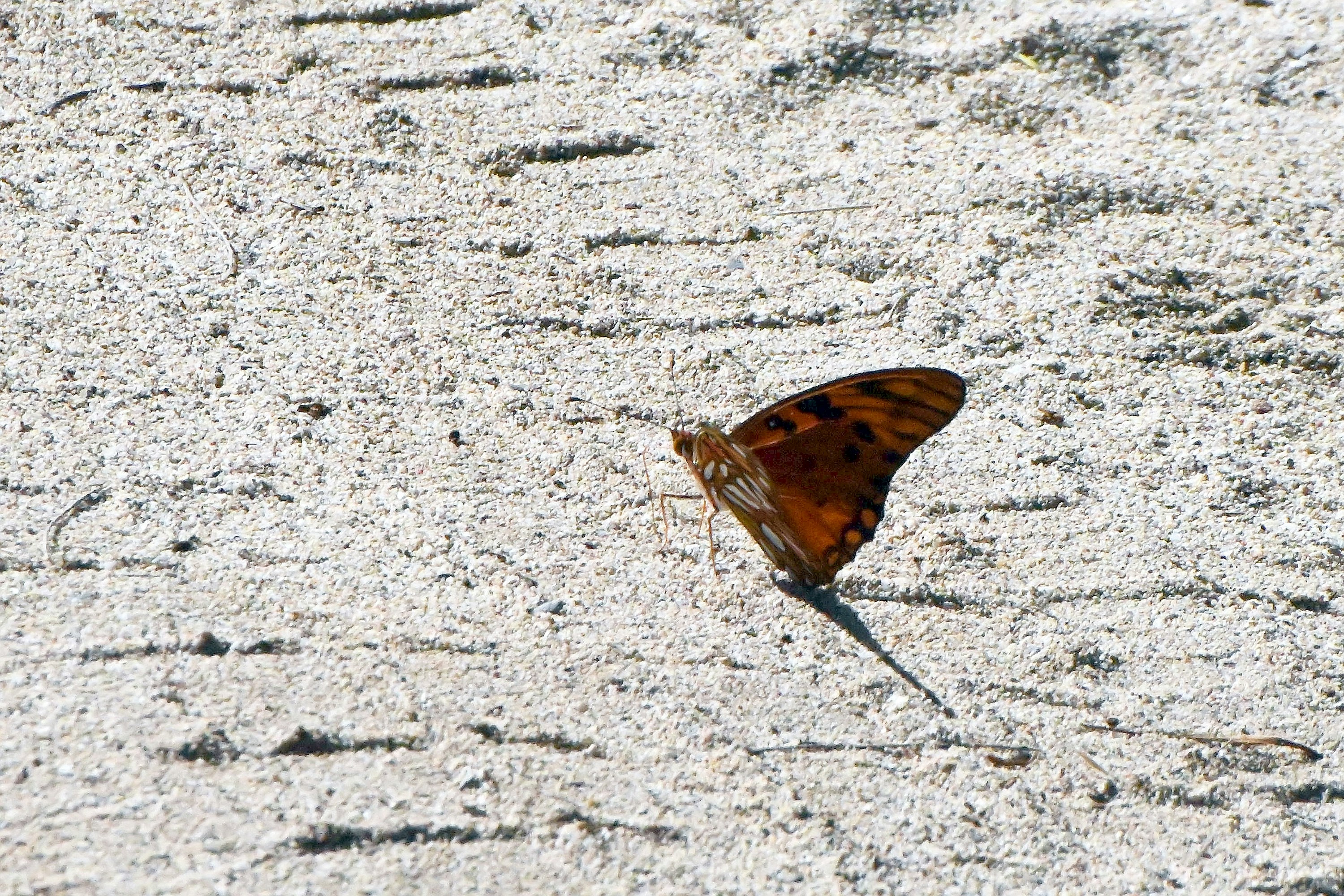 A an orange butterfly with white and black spots rests on sand.