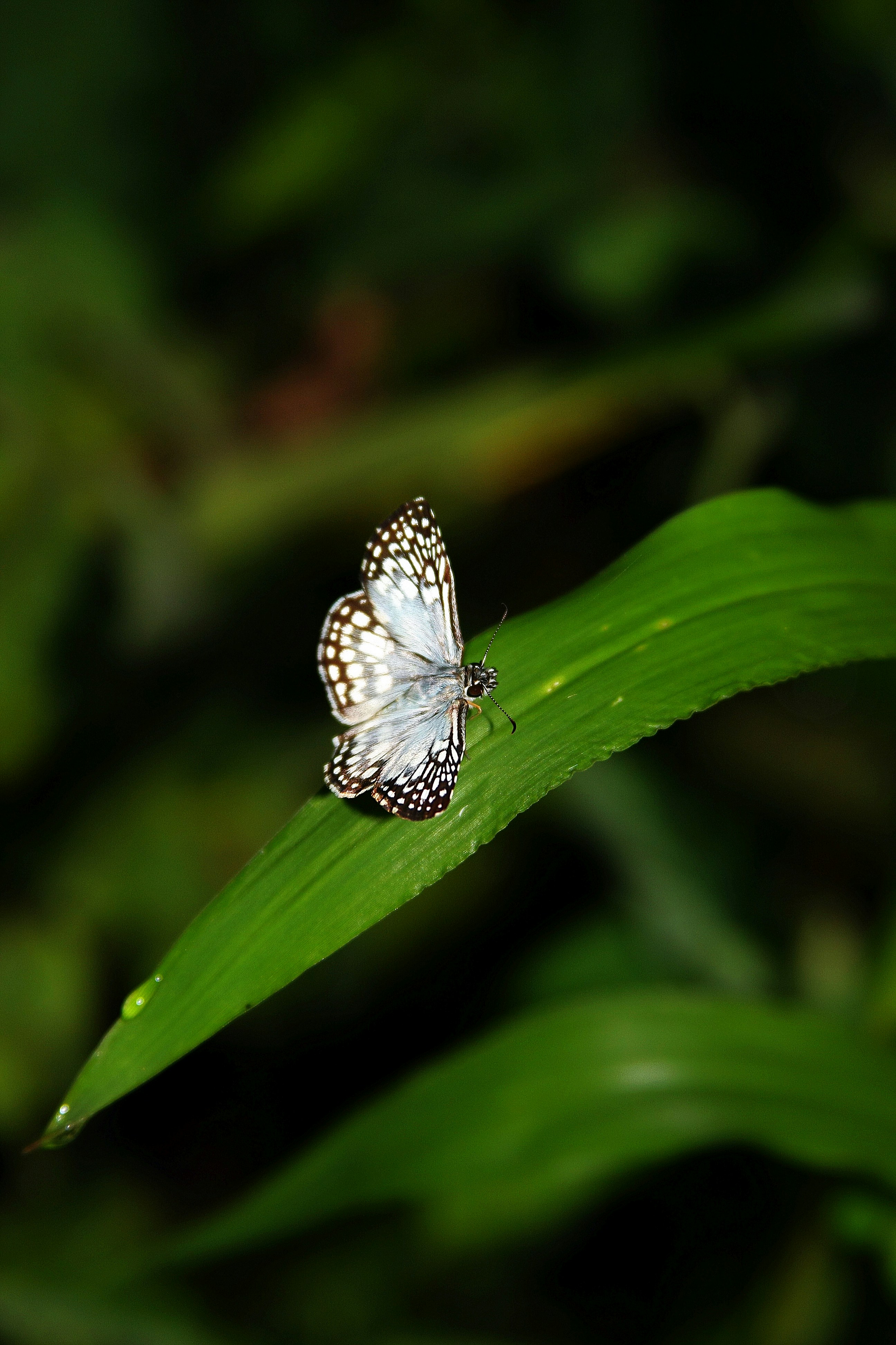 A light grey moth with white, black and brown spots rests on a blade of green grass.