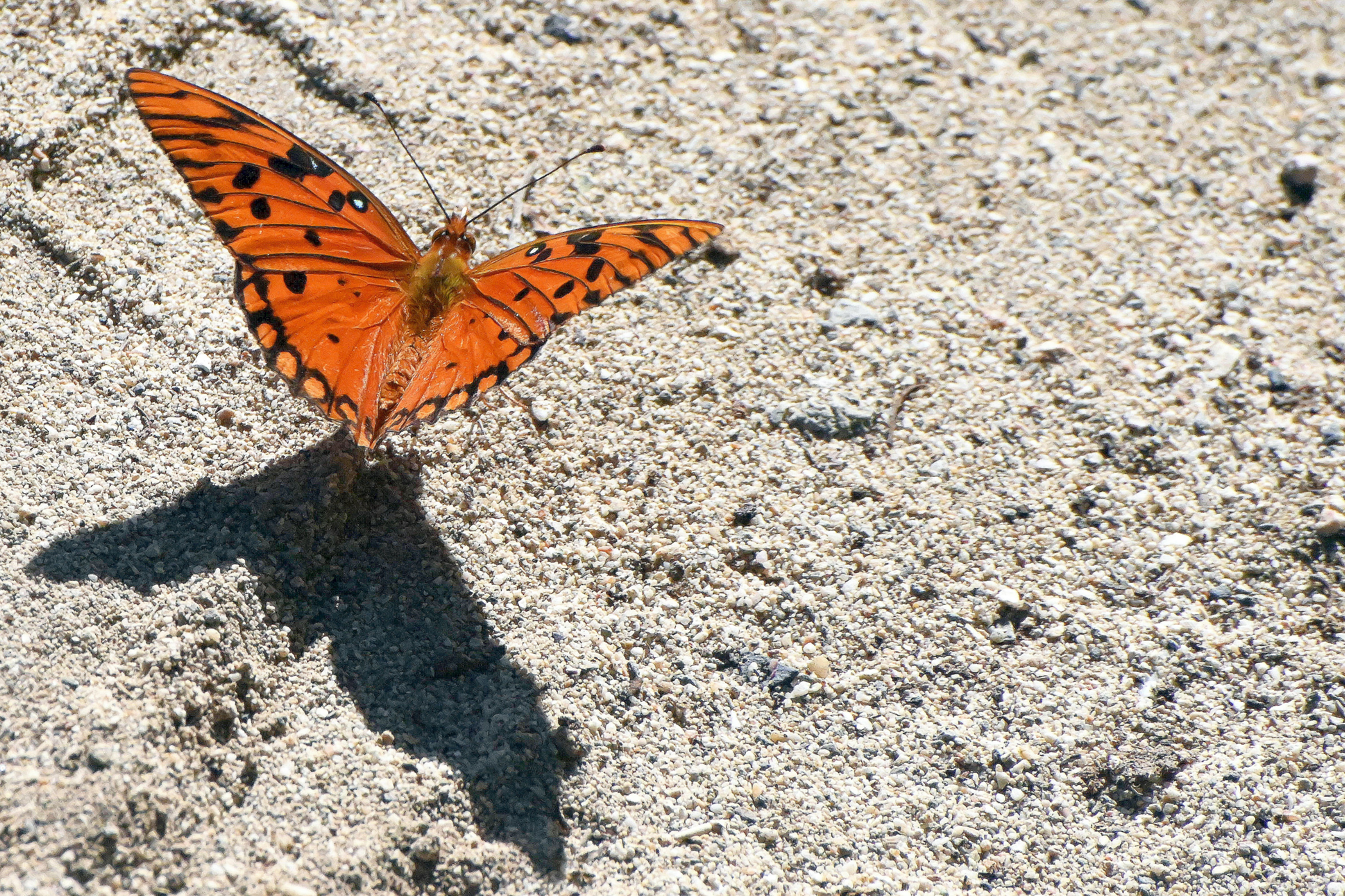 Scarlet Wings on Sunlit Sand