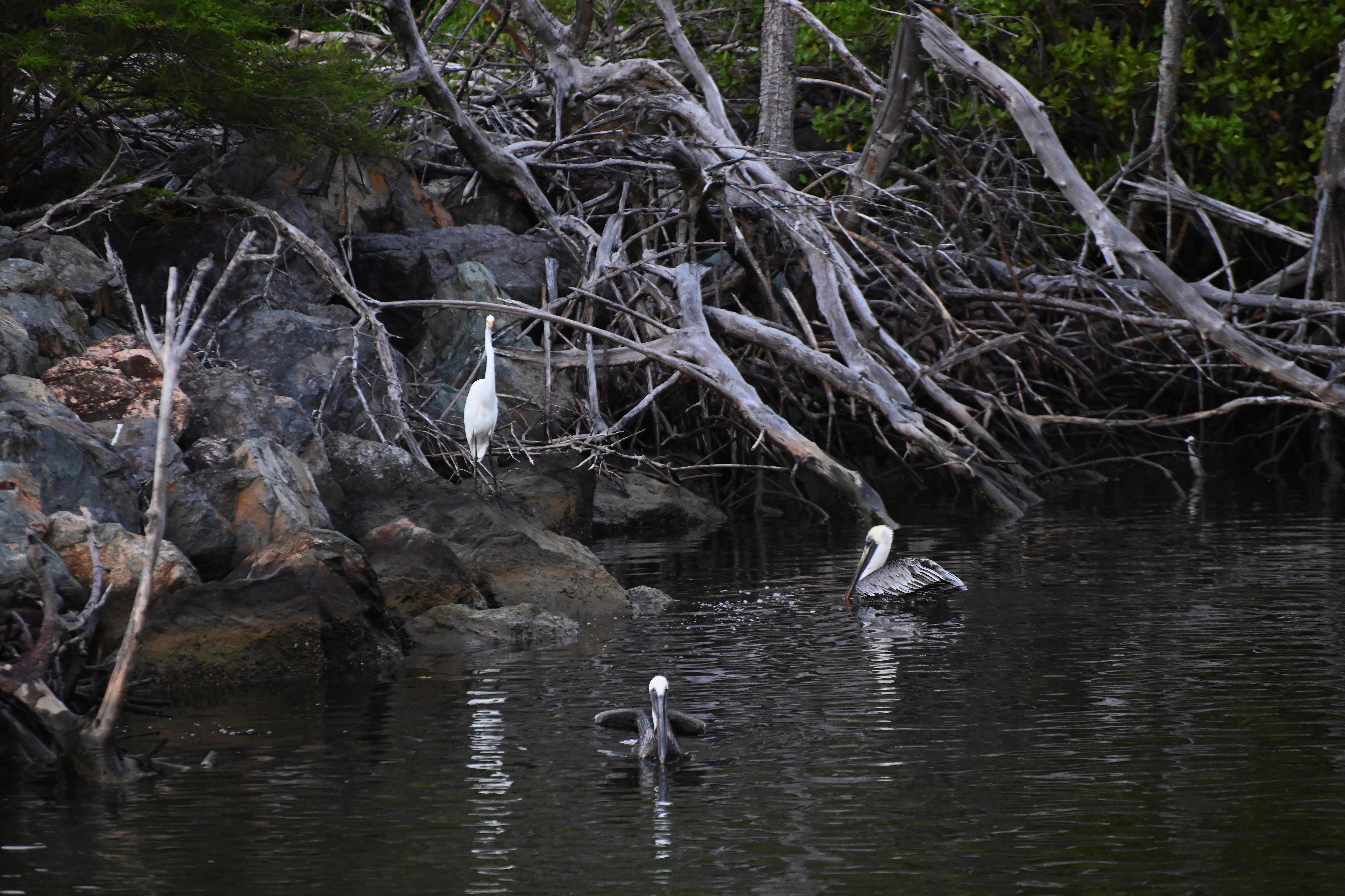 Egret Among Weathered Roots: A Quiet Shoreline Moment