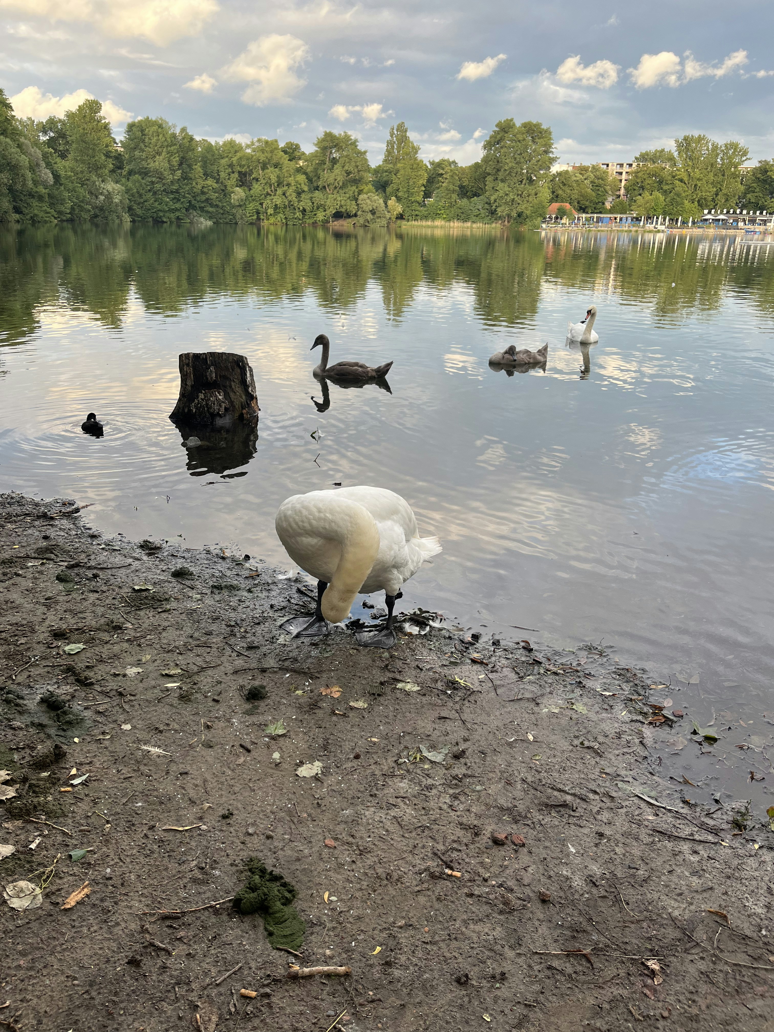 Shoreline Swan Reverie: A Quiet Lakeside Moment Among Waterfowl